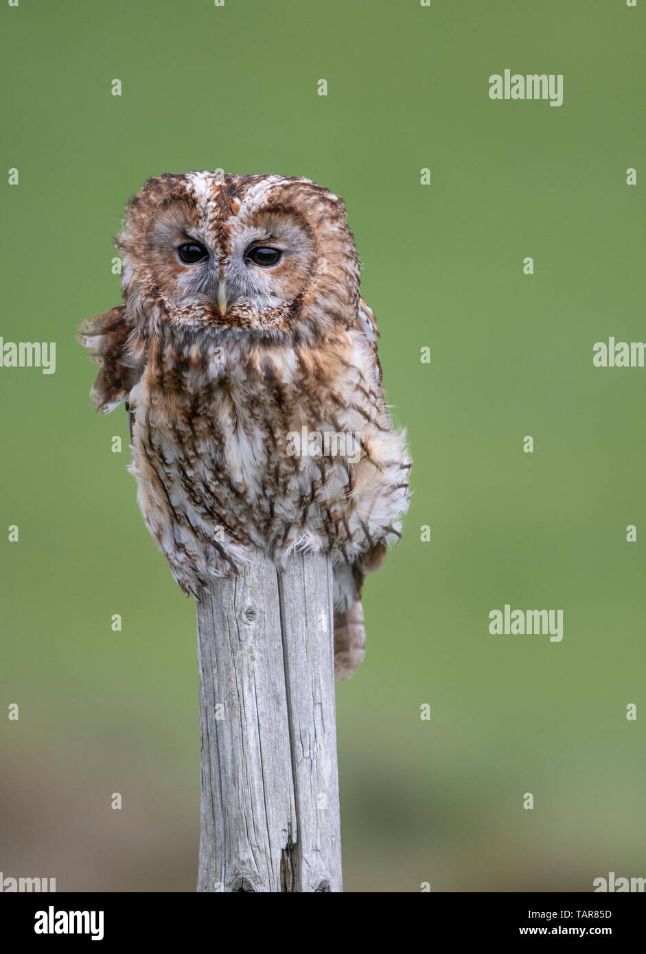 Tawny owl on fence hi-res stock photography and images - Alamy