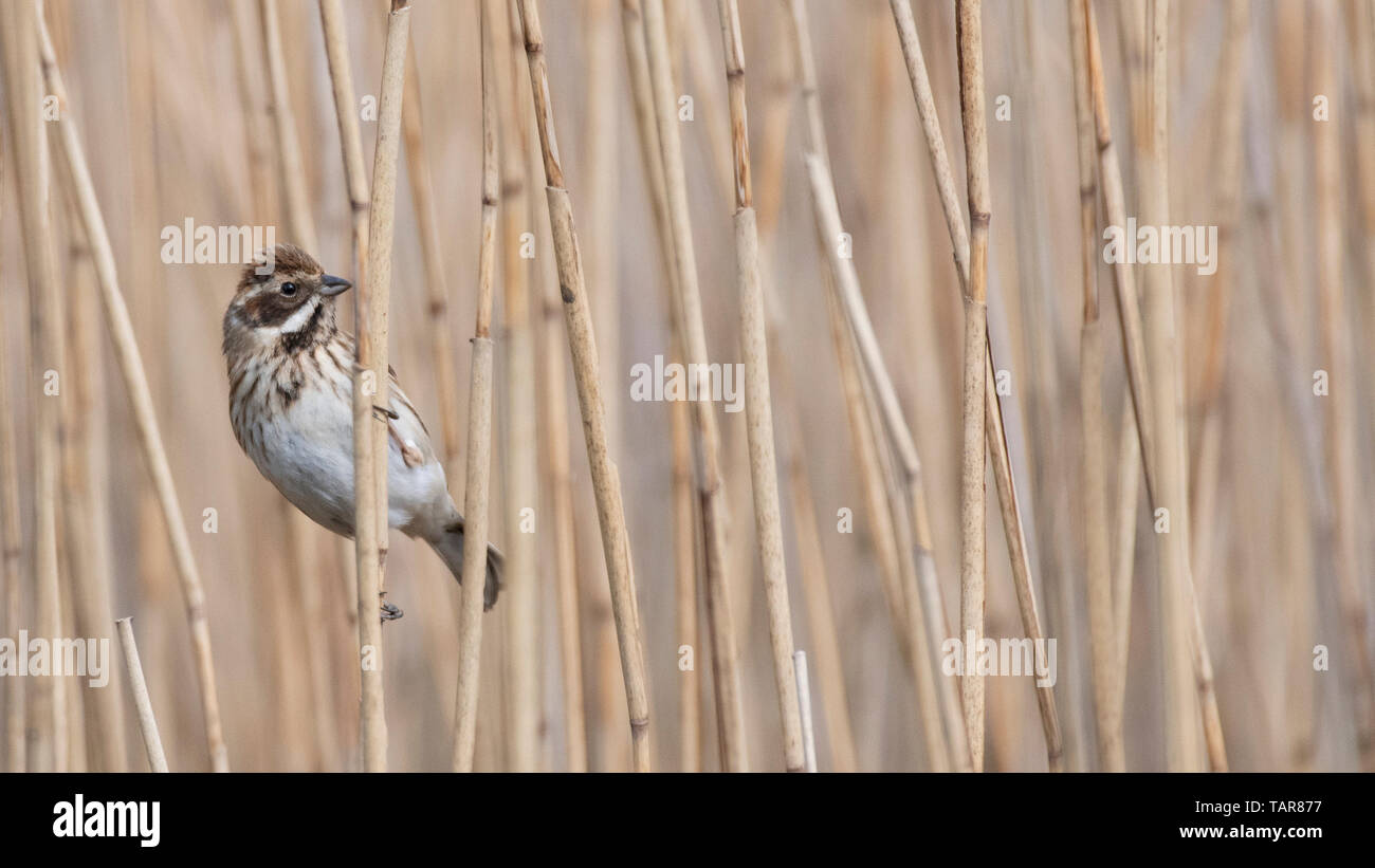 Female reed bunting hi-res stock photography and images - Alamy