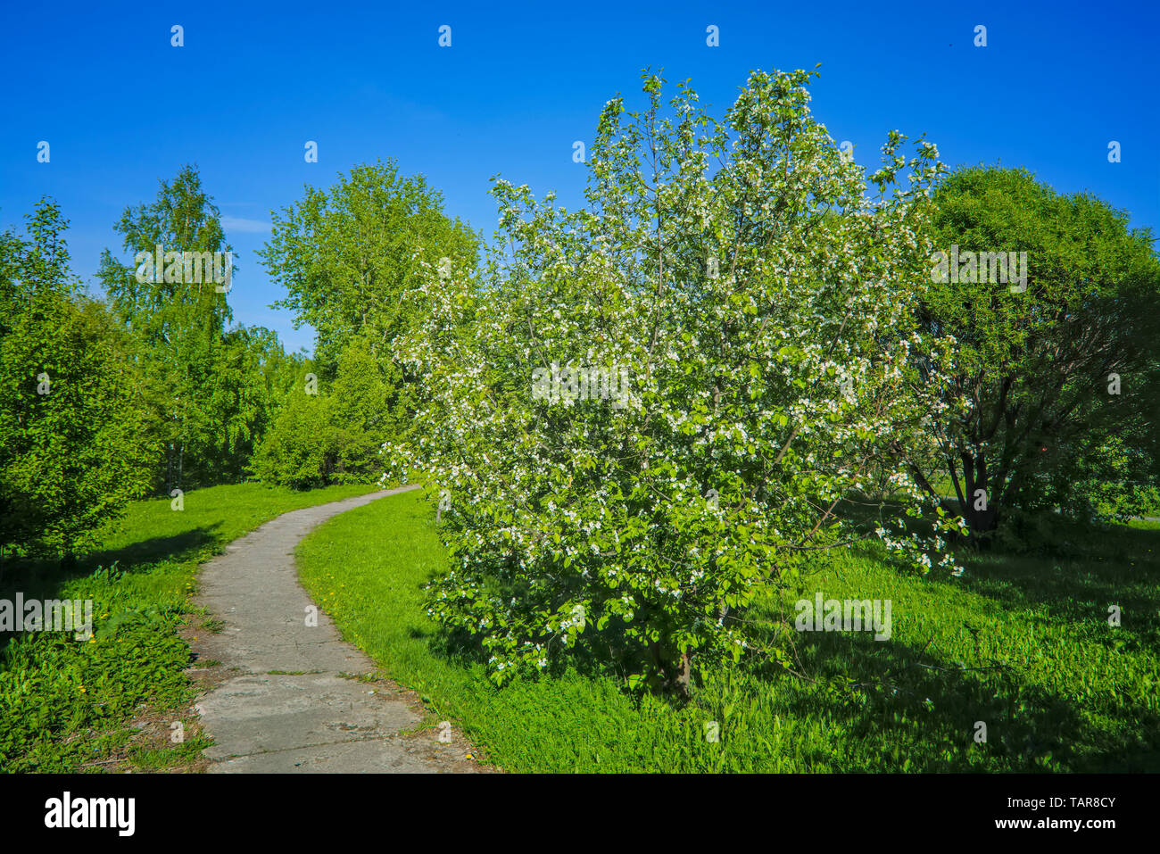 Spring scene in the park a blooming tree of a wild apple tree against ...