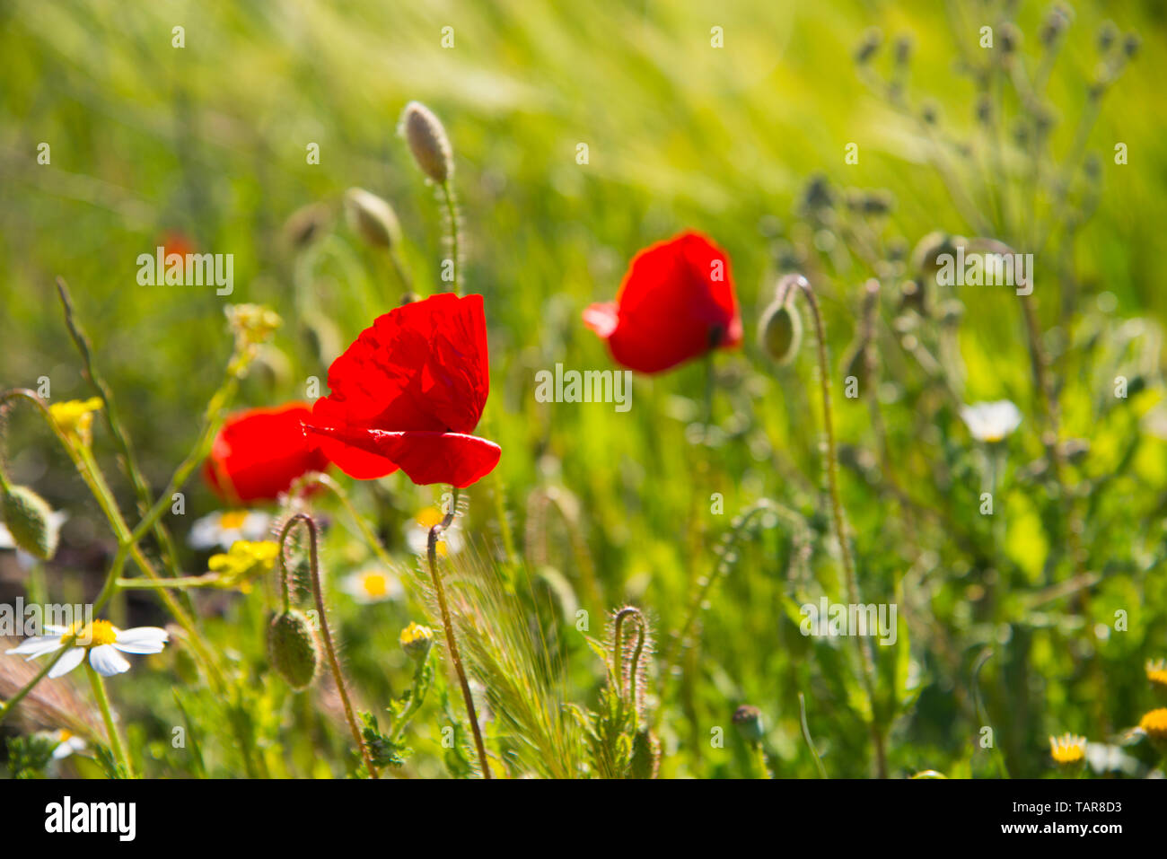 Flores rojas en flor hi-res stock photography and images - Alamy