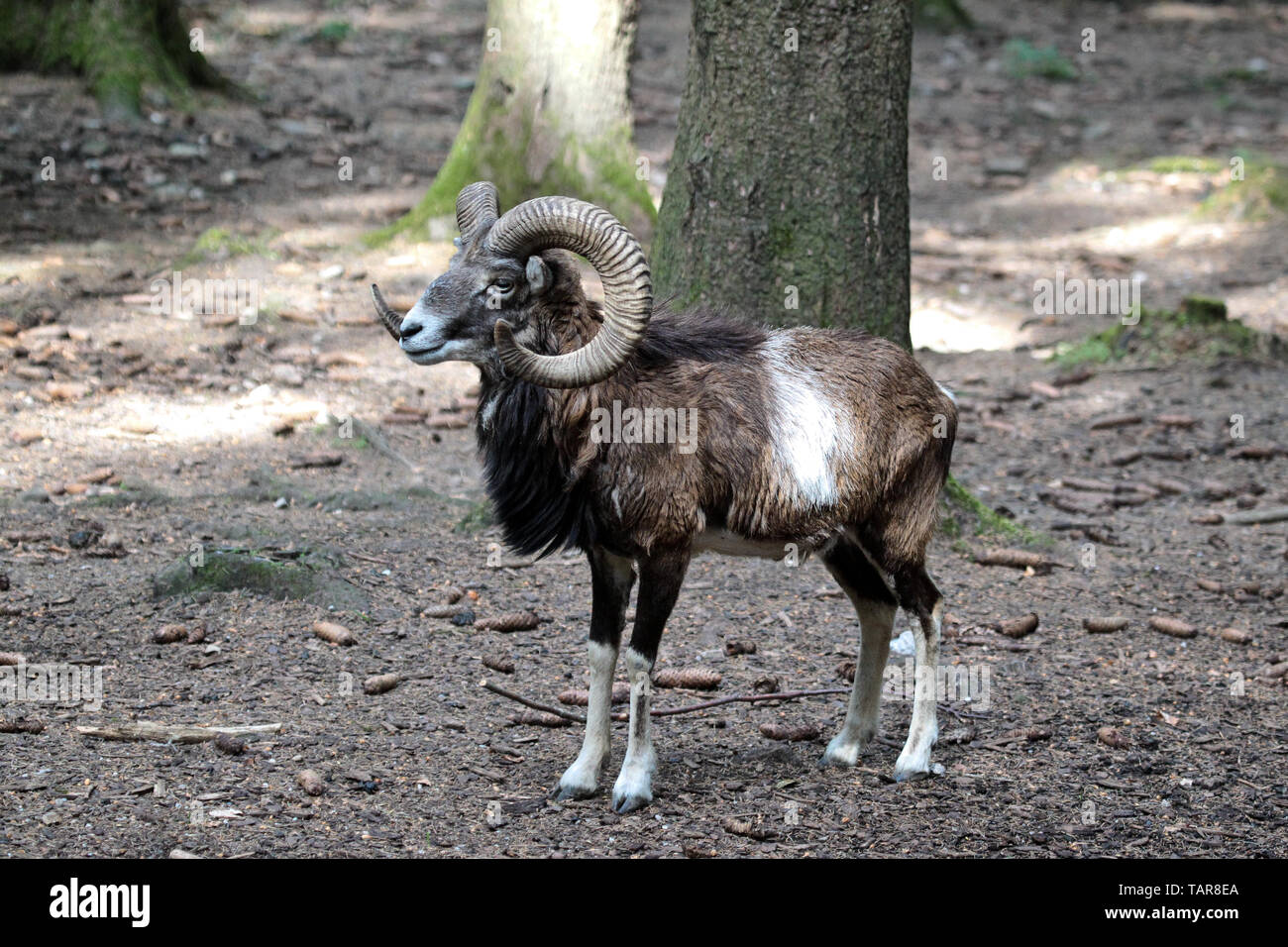 The European mouflon, Ovis orientalis musimon is the westernmost and ...