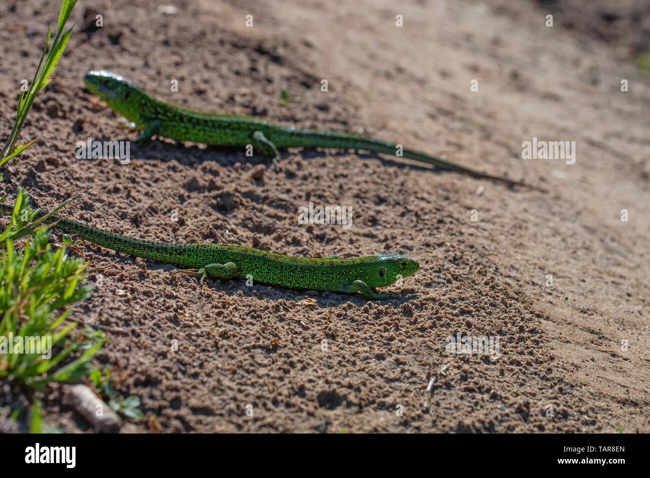 Two bright green quick lizards on the ground Stock Photo - Alamy