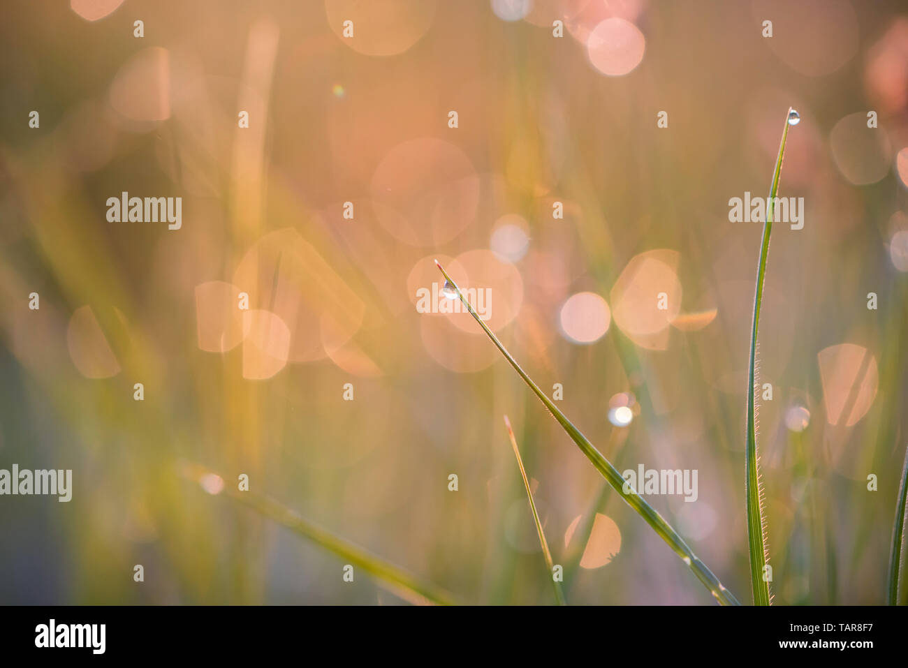 Beautiful background with morning dew on grass close Stock Photo - Alamy