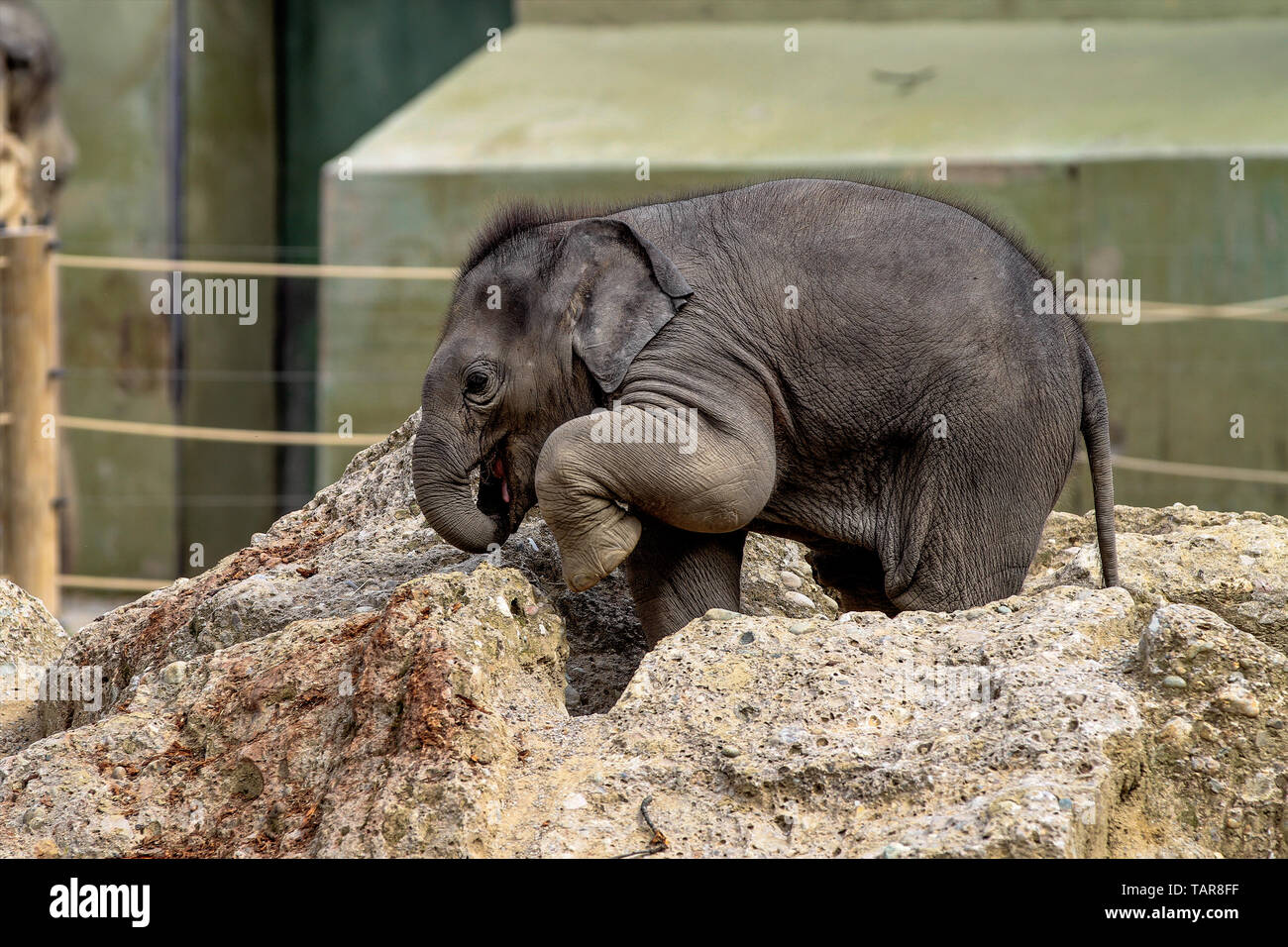 The Asian elephant, Elephas maximus also called Asiatic elephant, is ...