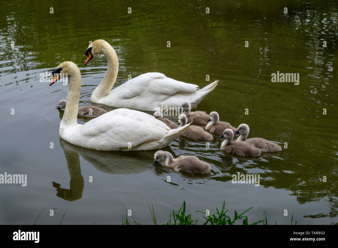 Family swans cygnets canal hi-res stock photography and images - Alamy