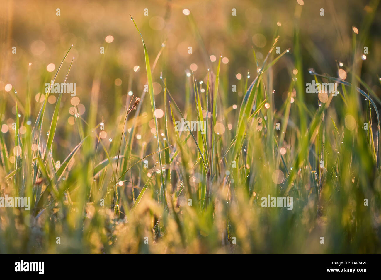 Beautiful background with morning dew on grass close Stock Photo - Alamy