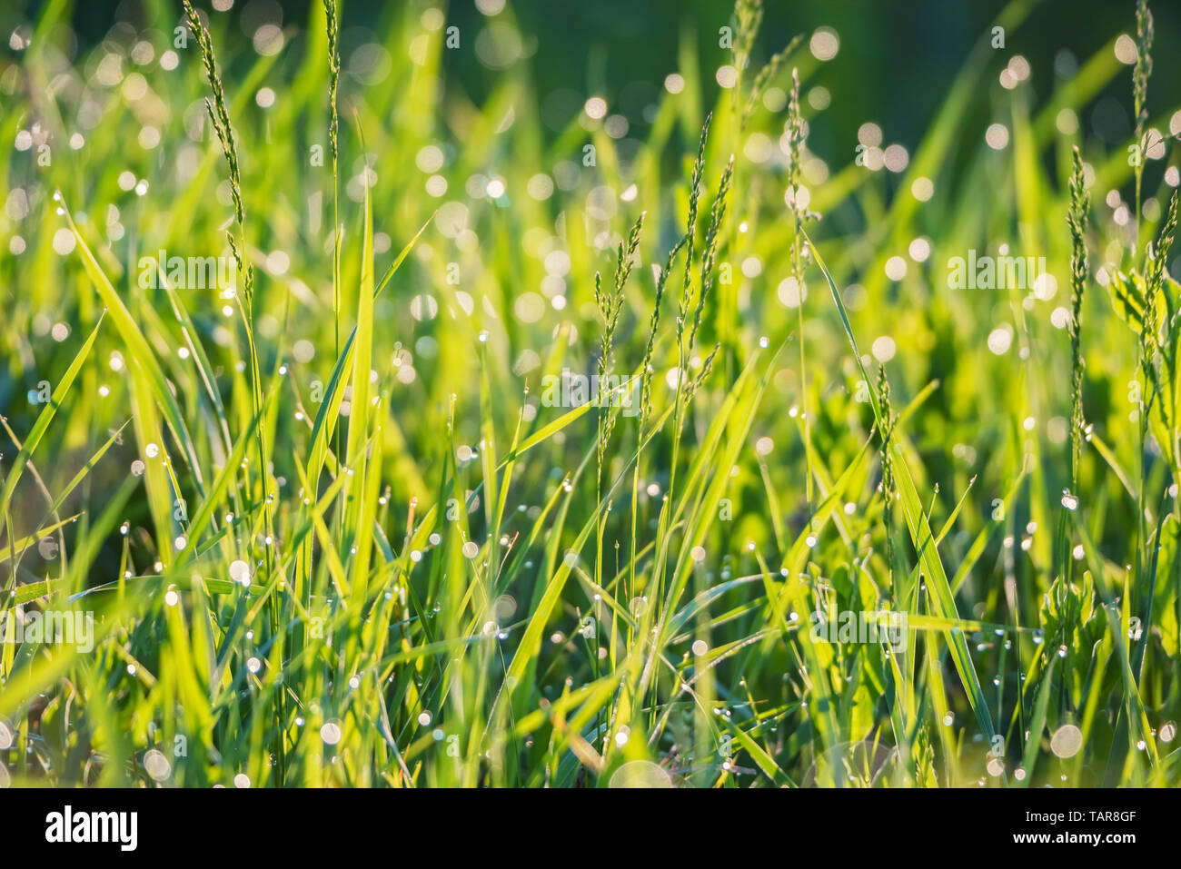 Beautiful background with morning dew on grass close Stock Photo - Alamy