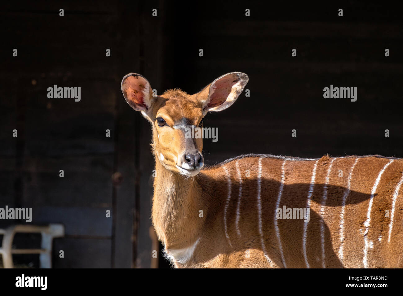 The nyala, Tragelaphus angasii is a spiral-horned antelope native to ...