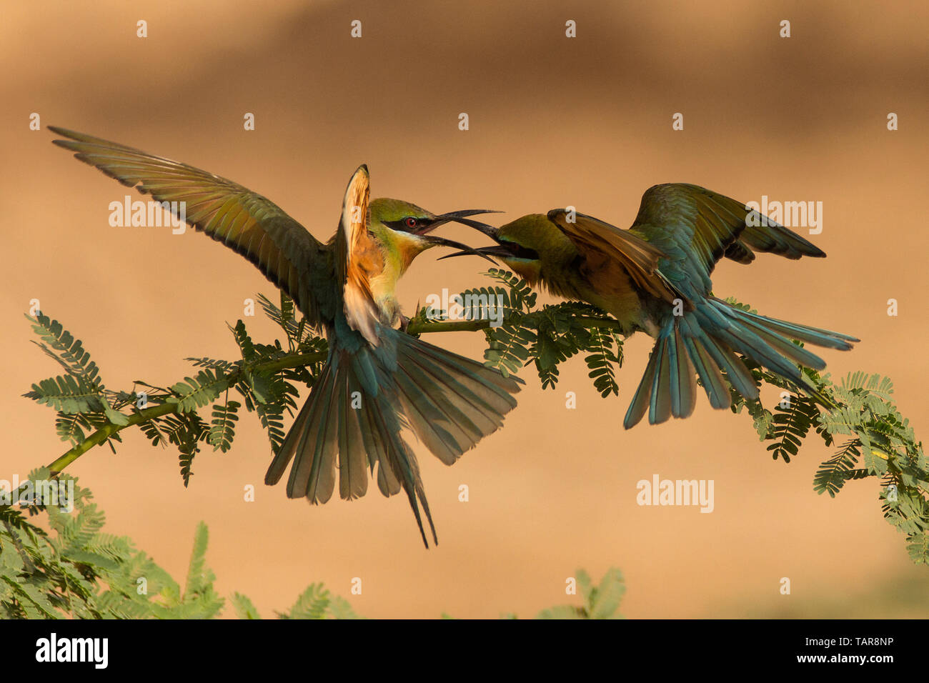 Blue-tailed bee-eater (Merops philippinus Stock Photo - Alamy