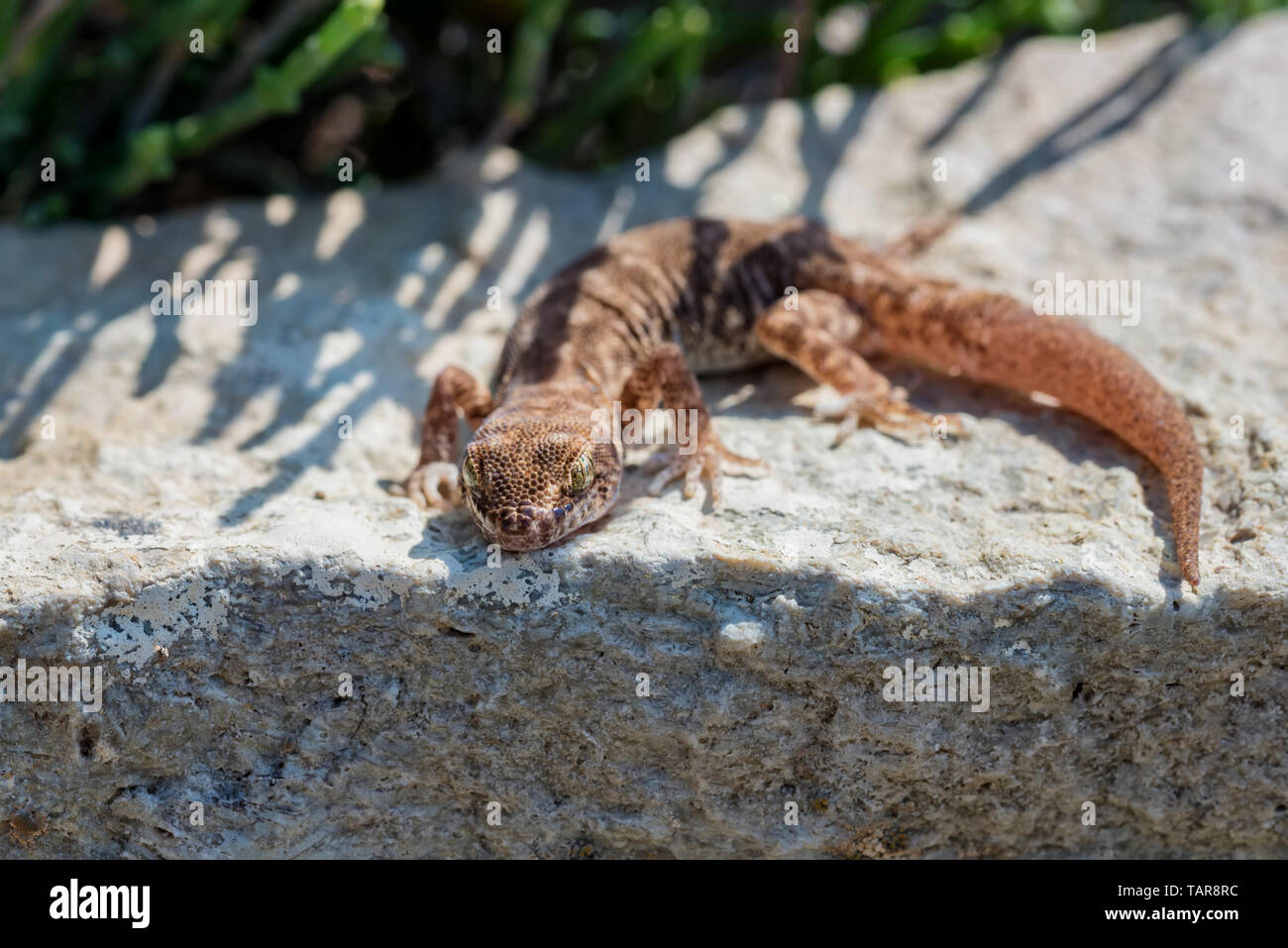 Close up cute small Even-fingered gecko genus Alsophylax on stone Stock ...