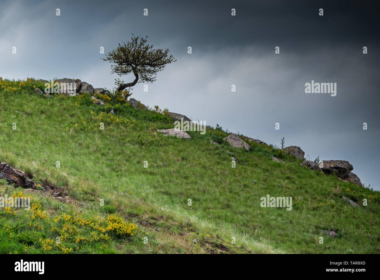 Plant grows on cliff above hi-res stock photography and images - Alamy