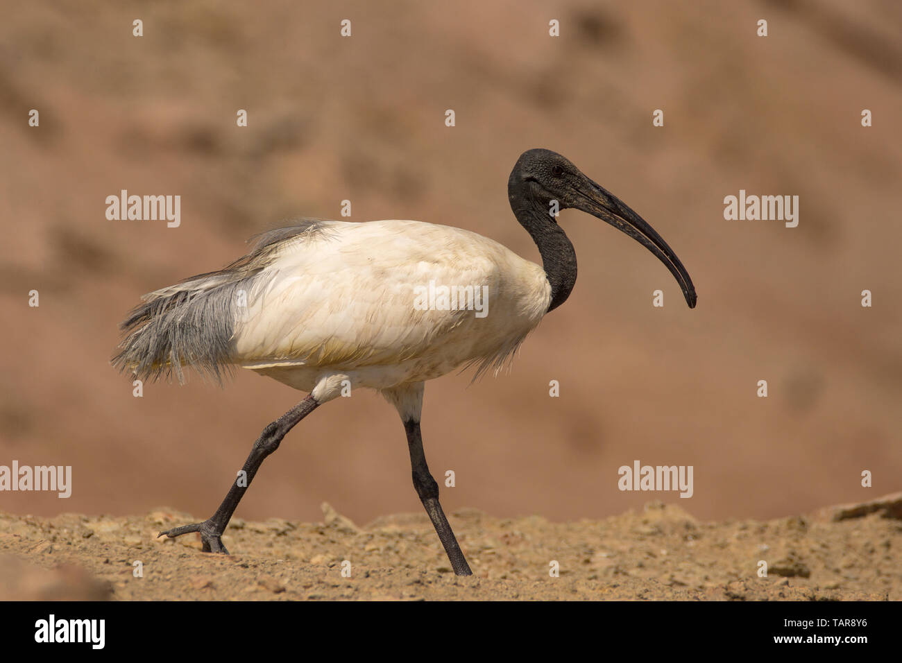 Black-headed ibis (Threskiornis melanocephalus) at Jamnagar, Gujarat ...