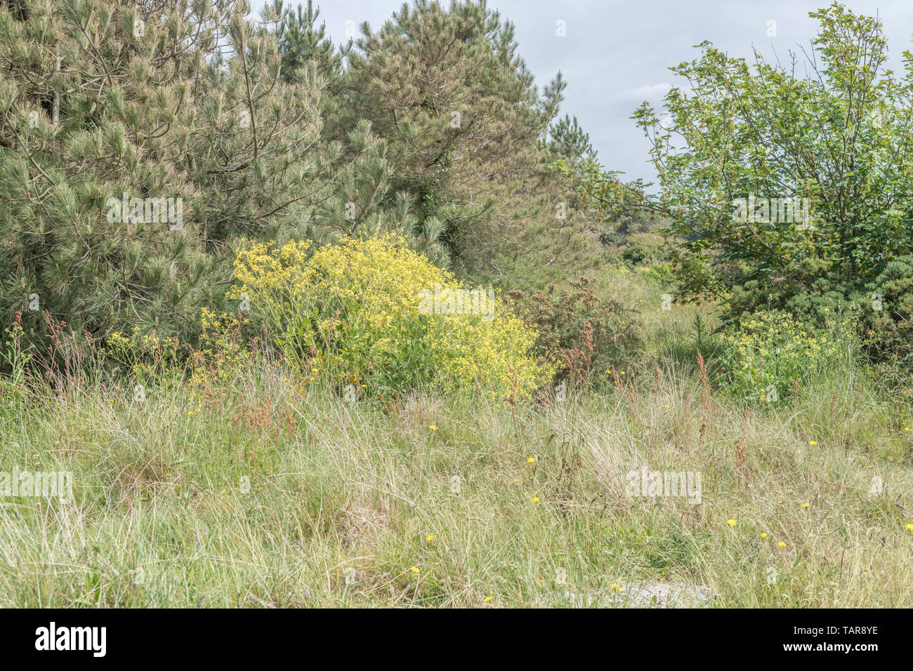 Sea Radish / Raphanus raphanistrum subsp. maritimus in flower on ...