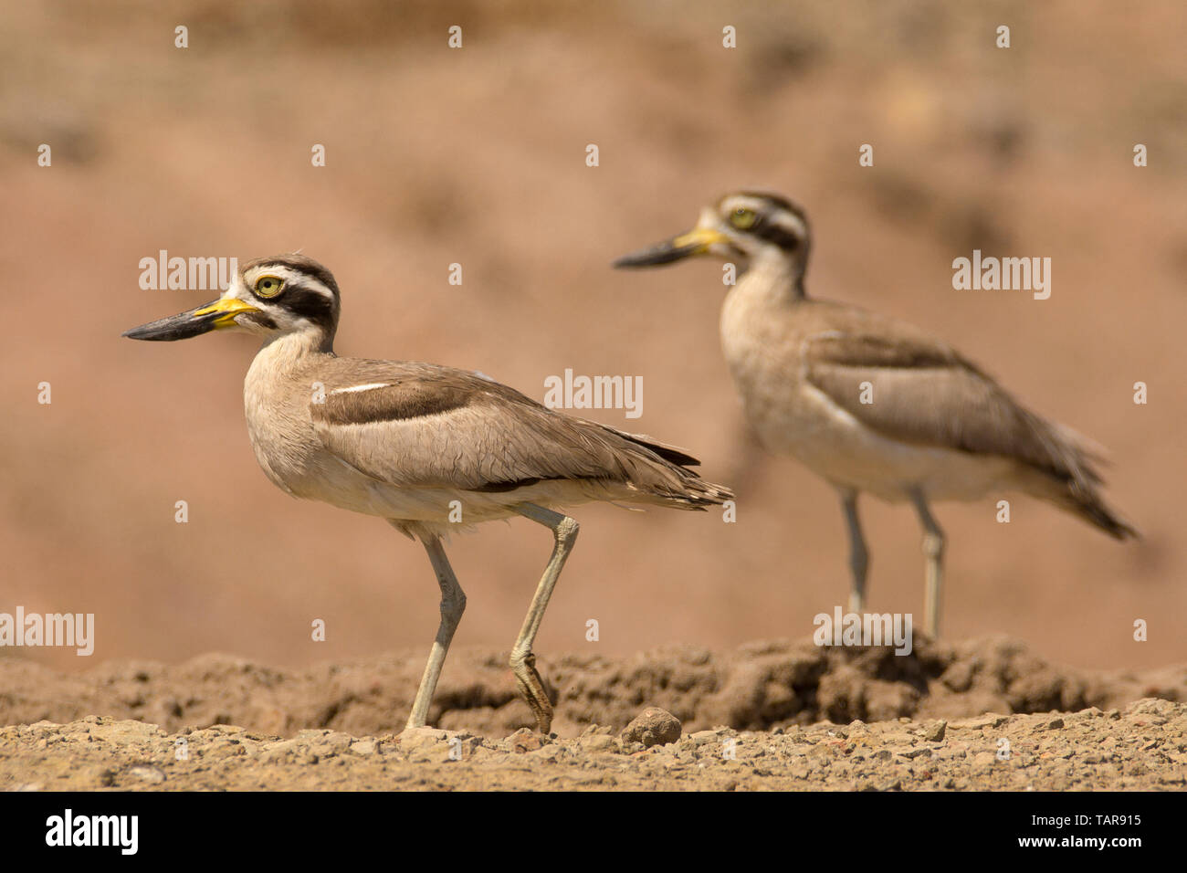 Great stone-curlew or great thick-knee (Esacus recurvirostris) at ...