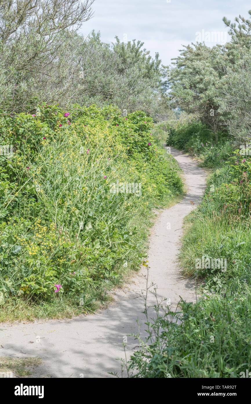 Sea Radish / Raphanus raphanistrum subsp. maritimus in flower on ...