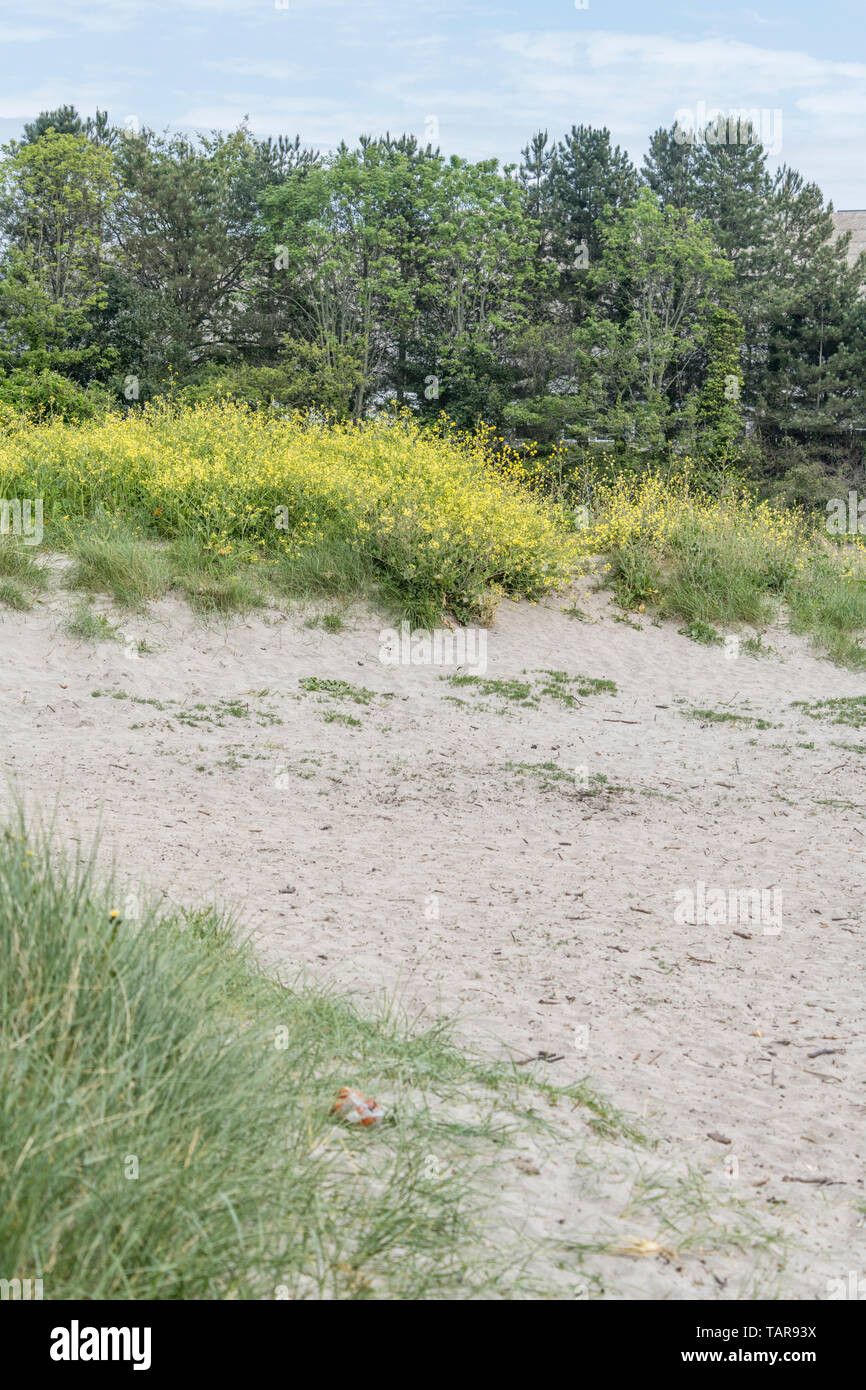 Sea Radish / Raphanus raphanistrum subsp. maritimus in flower on ...
