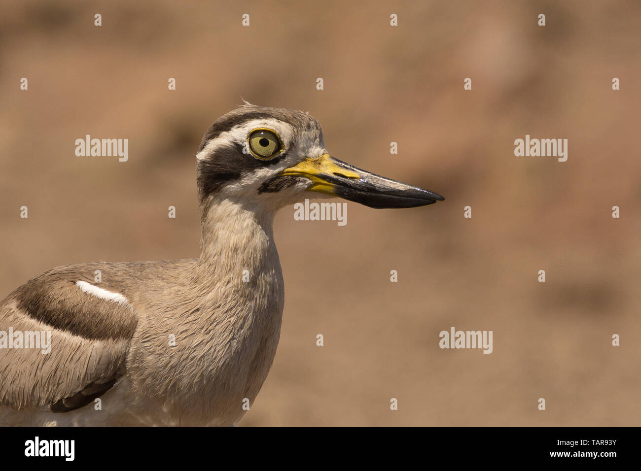 Great stone-curlew or great thick-knee (Esacus recurvirostris) at ...