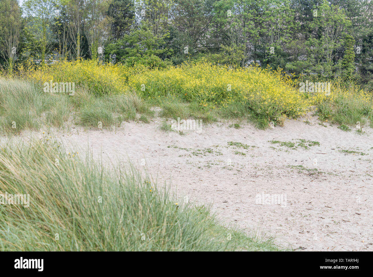 Sea Radish / Raphanus raphanistrum subsp. maritimus in flower on ...