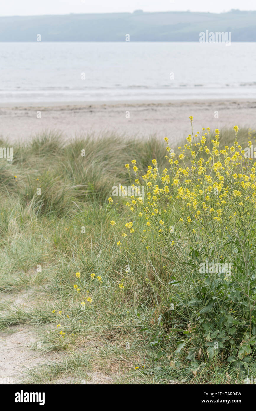 Raphanus raphanistrum subsp landra hi-res stock photography and images ...