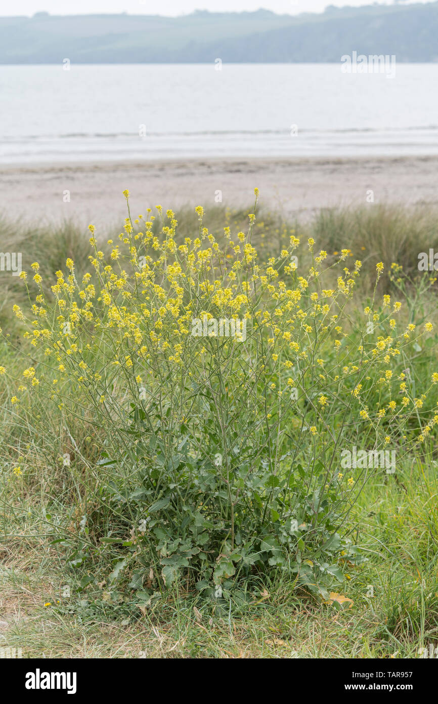 Sea Radish / Raphanus raphanistrum subsp. maritimus in flower on ...