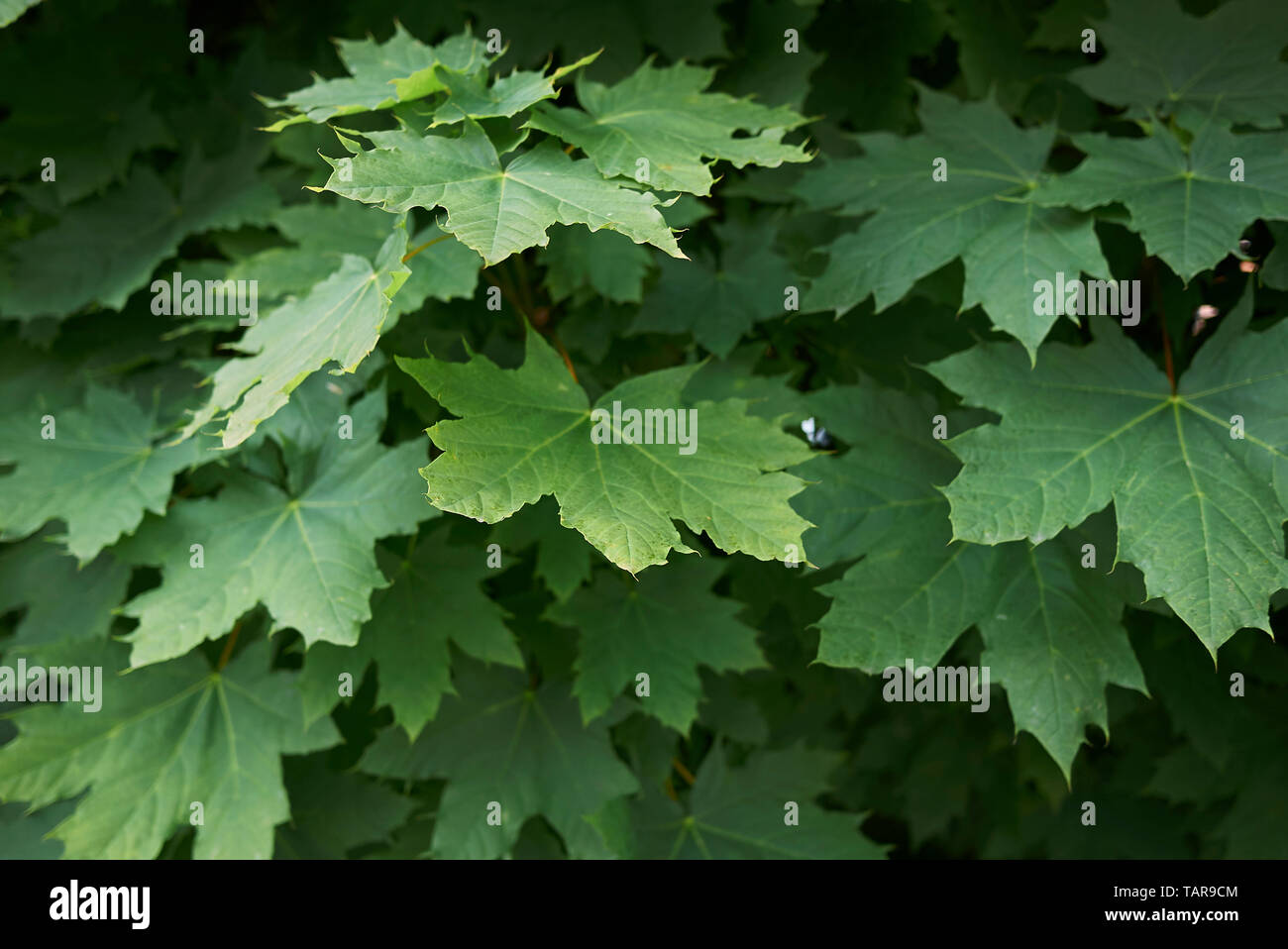 Norway maple acer platanoides fruit hi-res stock photography and images ...