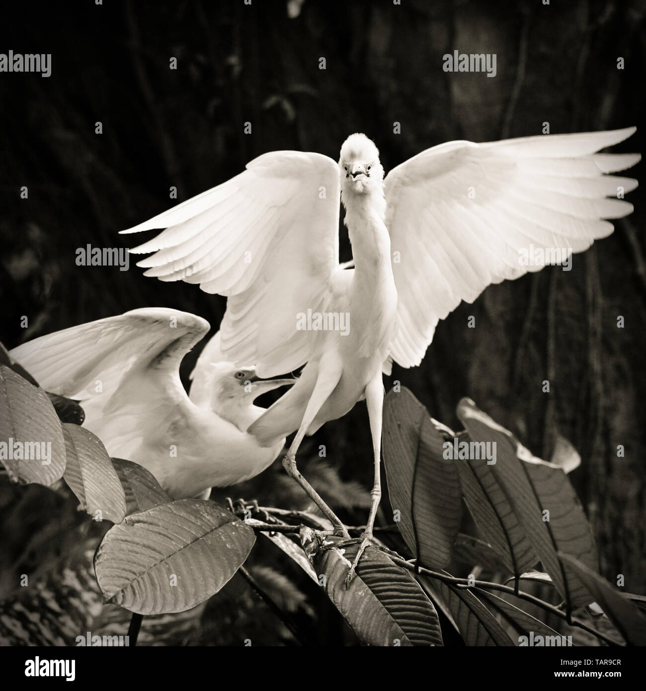 Lek Mating Ritual Dance High Resolution Stock Photography and Images ...