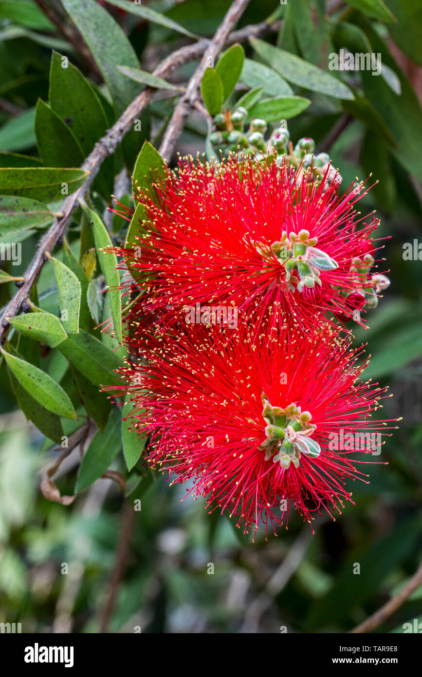 Red flower shrub australia hi-res stock photography and images - Alamy