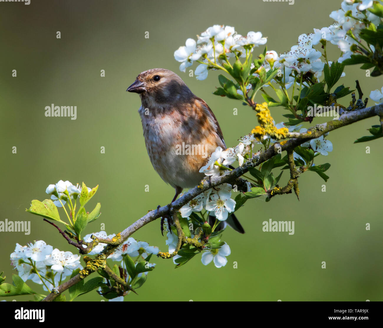 Female linnet hi-res stock photography and images - Alamy