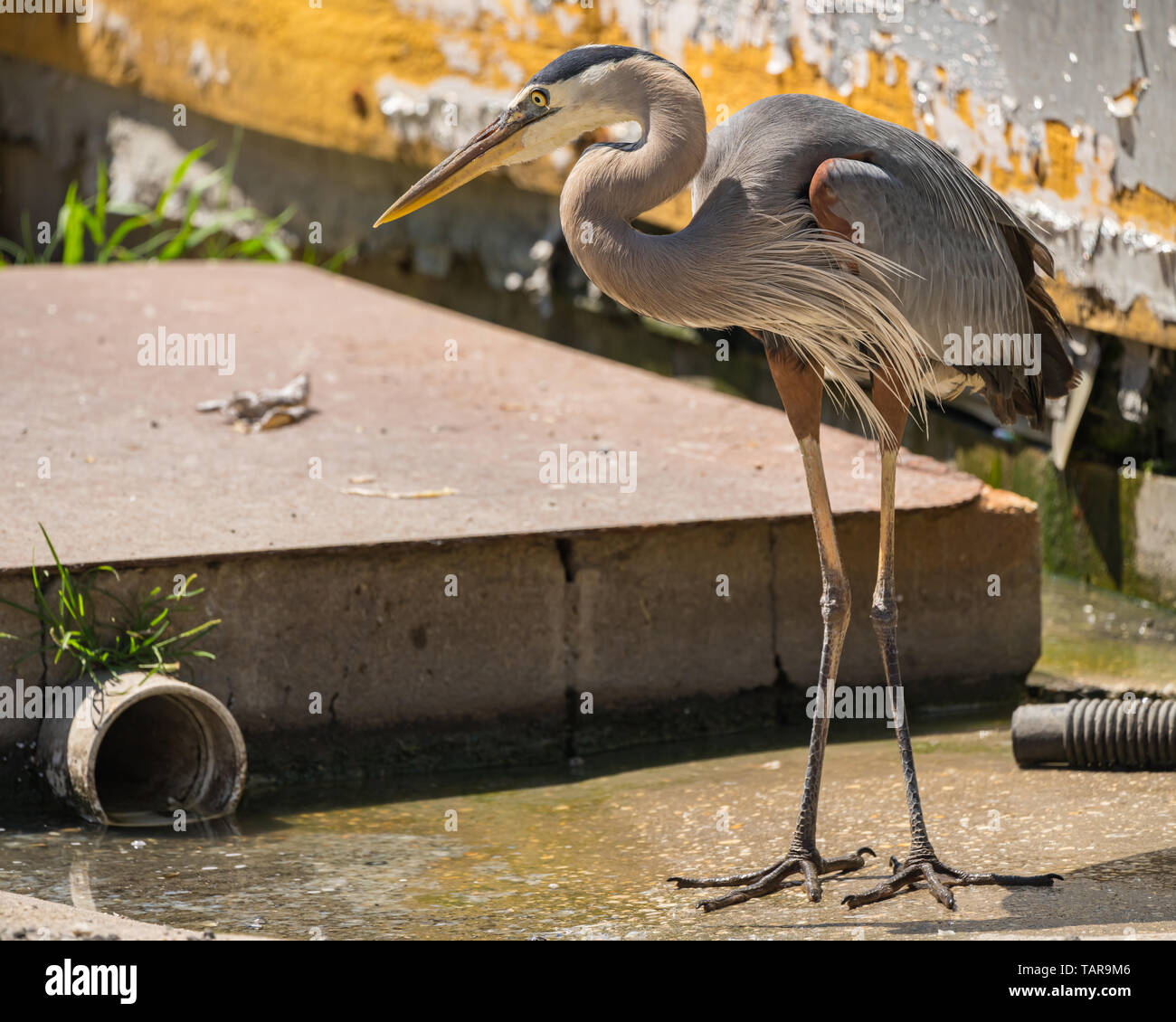 Adult male heron in industrial environment hi-res stock photography and ...