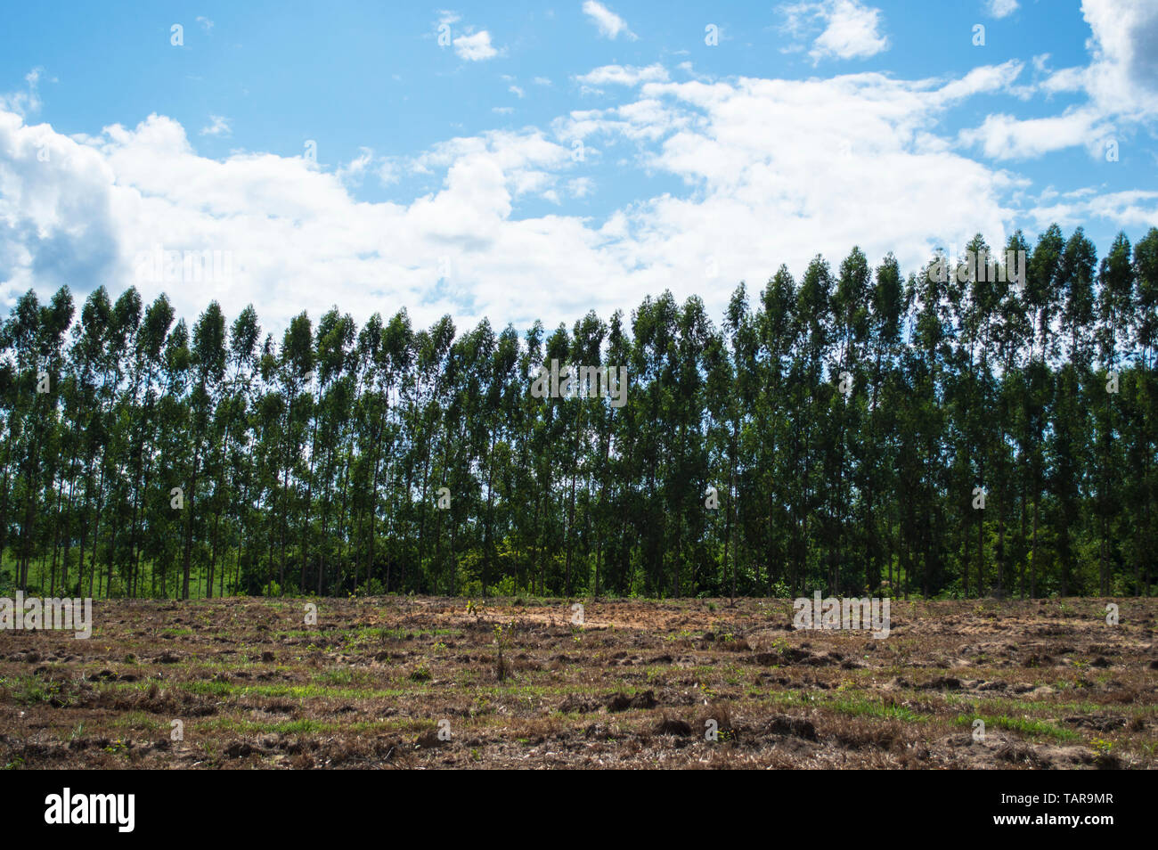 Eucalyptus trees. Bahia, Brazil Stock Photo - Alamy