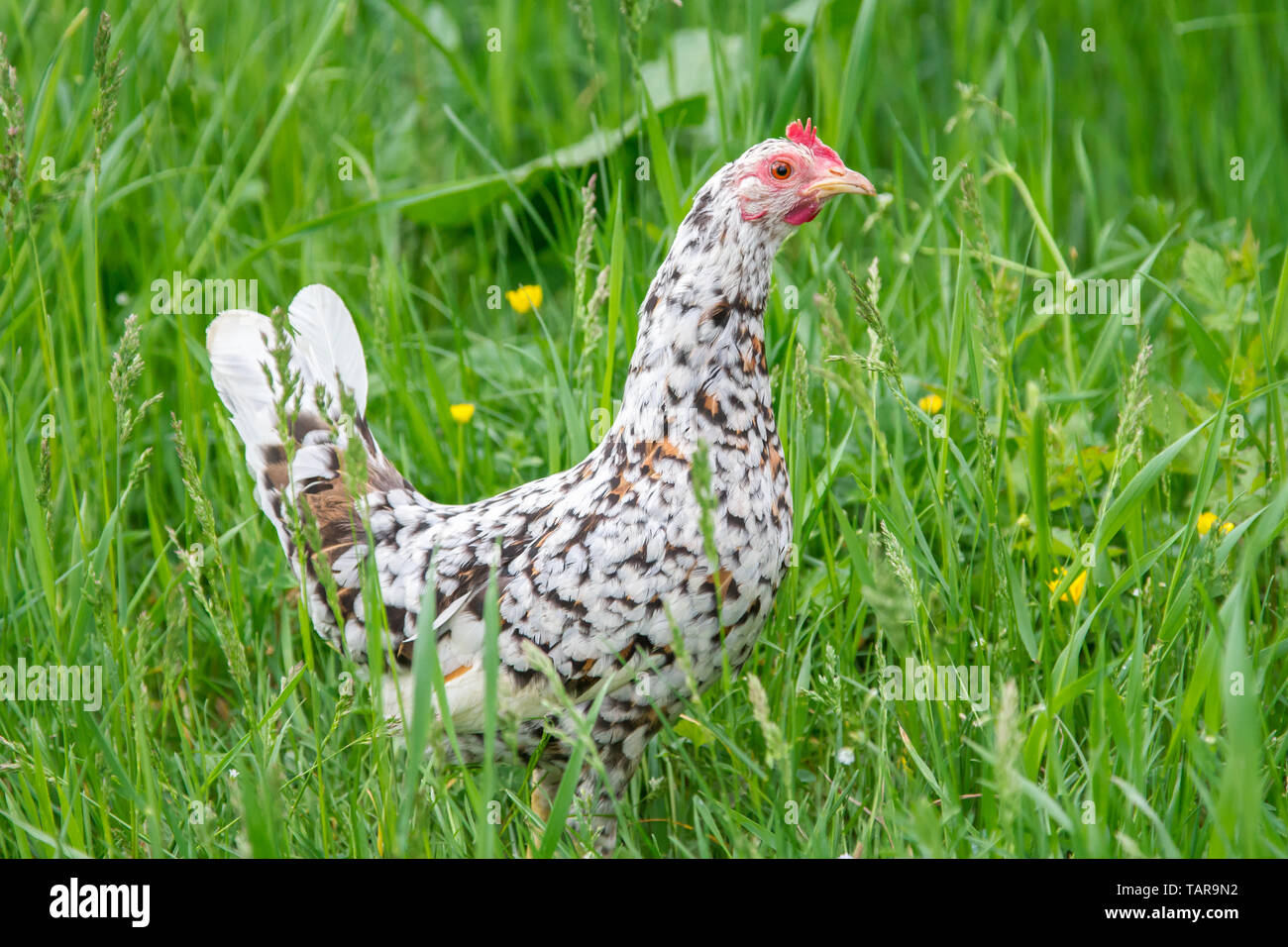 Stoapiperl - Steinpiperl - Steinhendl - chicken hen - critically ...