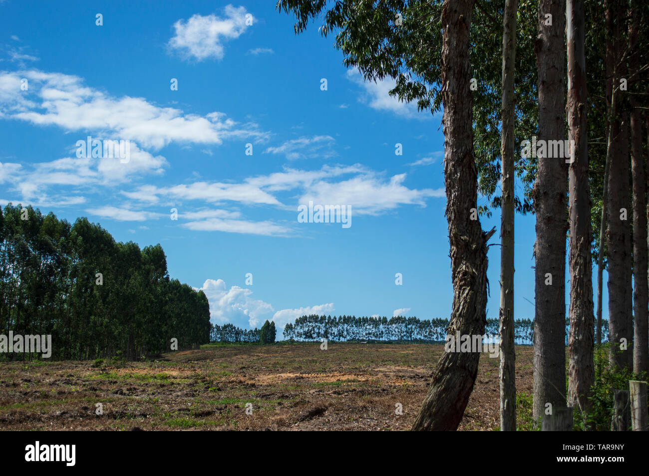 Eucalyptus trees. Bahia, Brazil Stock Photo - Alamy