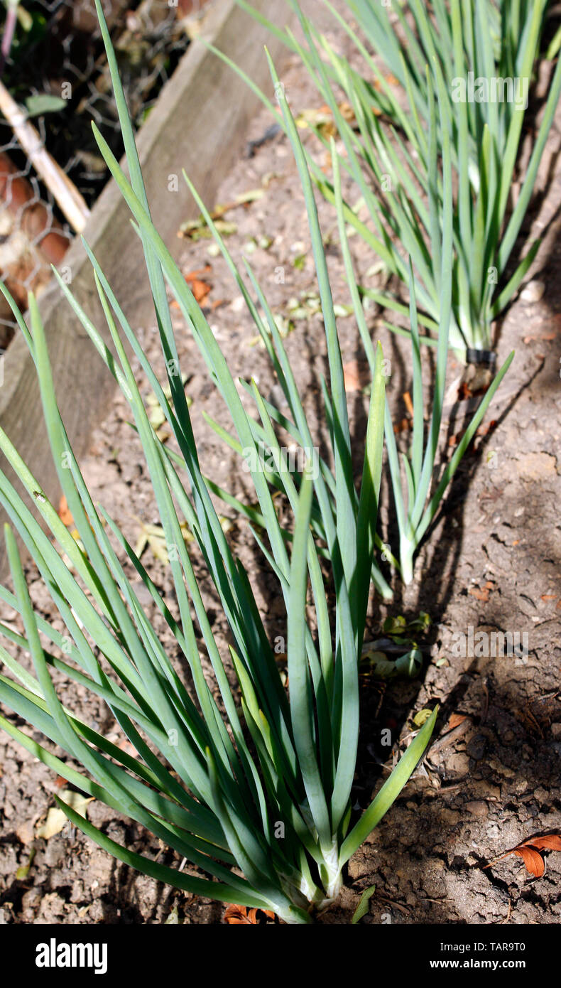 Shallots (Allium ascalonicum) Red Sun organic growing Stock Photo - Alamy