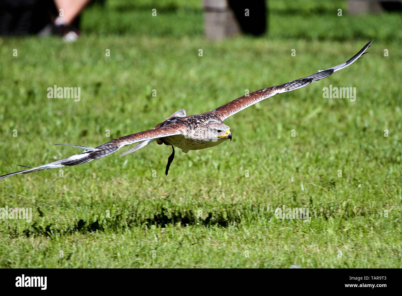 Buteo is a genus of medium to fairly large, wide-ranging raptors with a ...