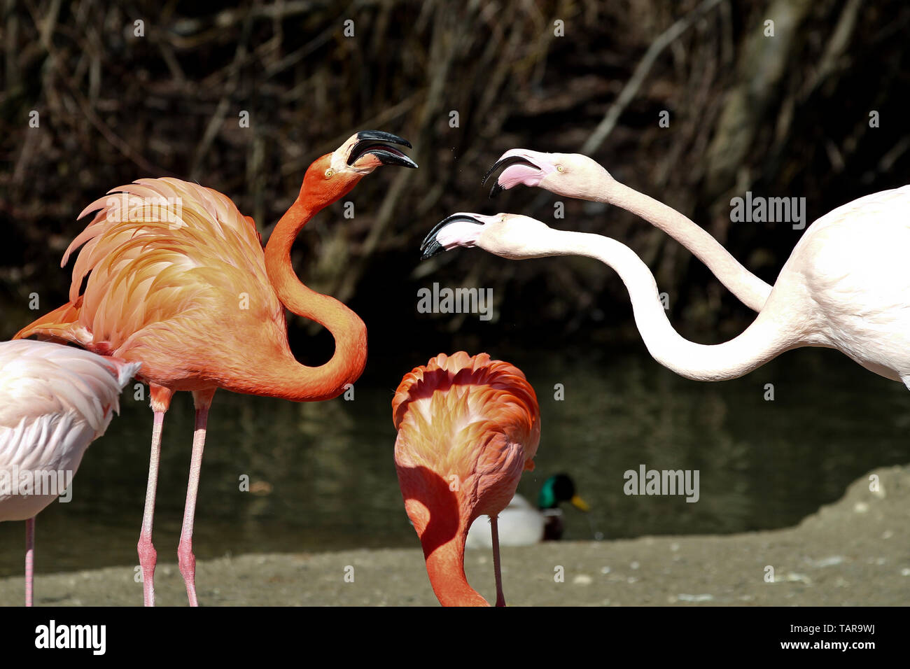 The American flamingo, Phoenicopterus ruber is a large species of ...