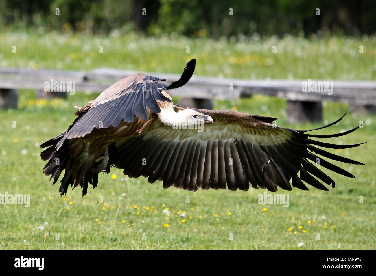 The Griffon vulture Gyps fulvus is a large Old World vulture in the ...