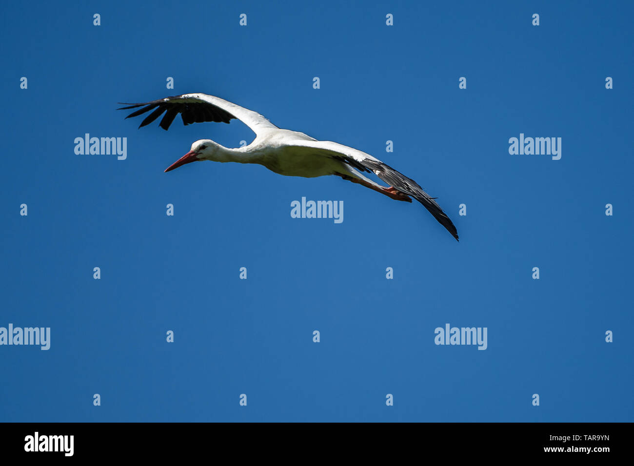 The European white stork, Ciconia ciconia is a large bird in the stork ...