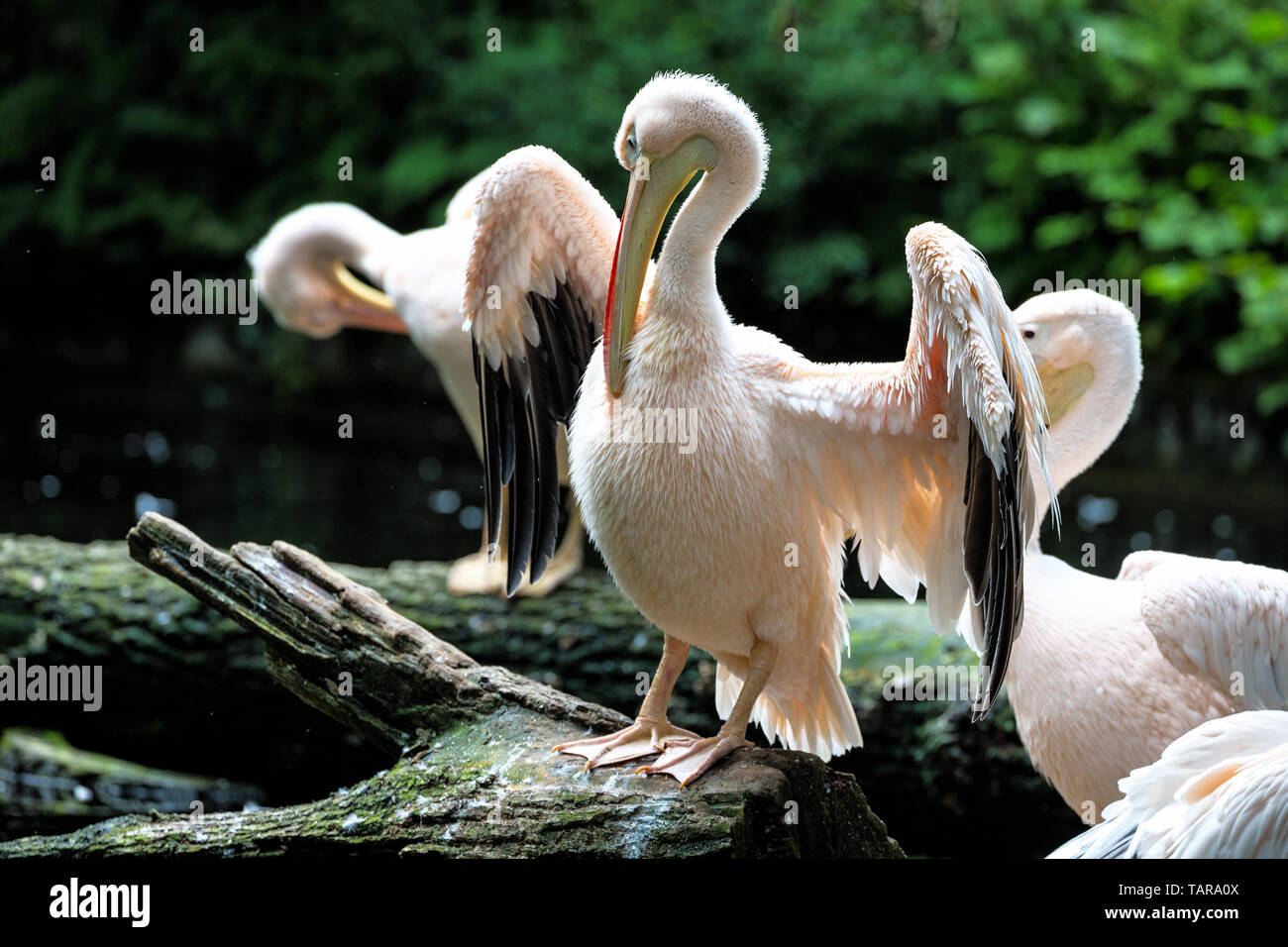 The Great White Pelican, Pelecanus onocrotalus also known as the rosy ...