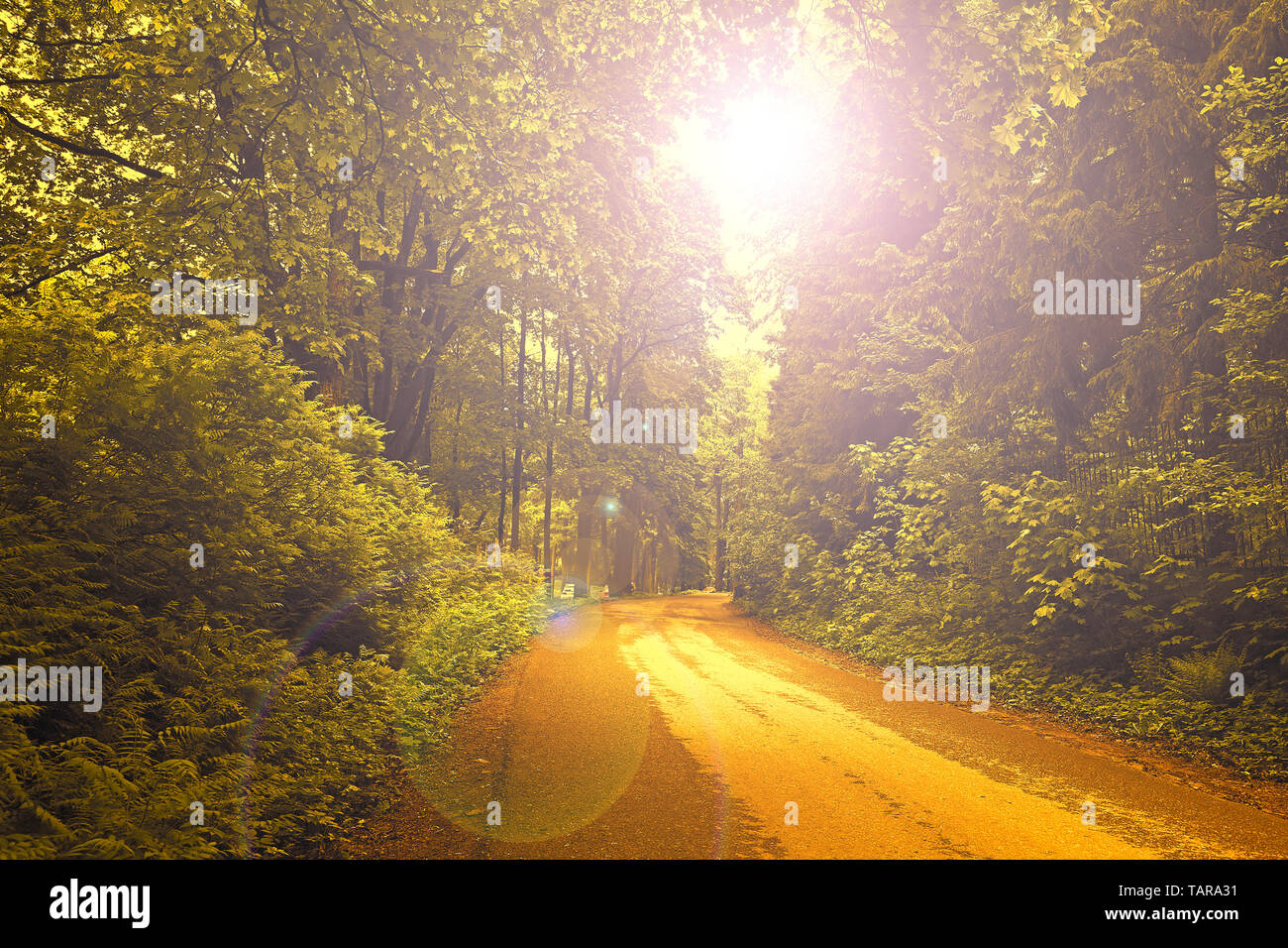 Sunset in the forest. Forest view. Nature. Natural environment. The ...