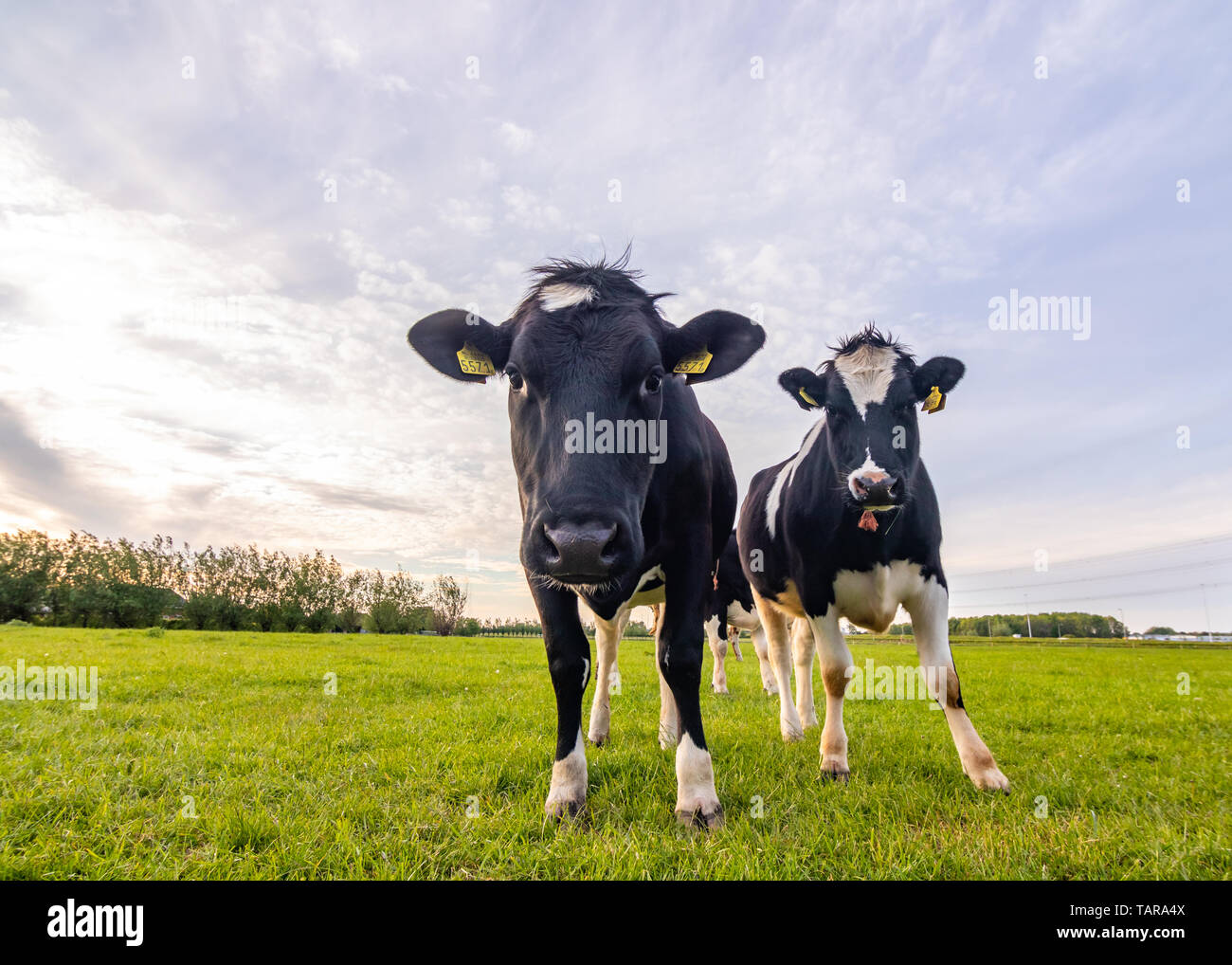 Black meat hi-res stock photography and images - Alamy
