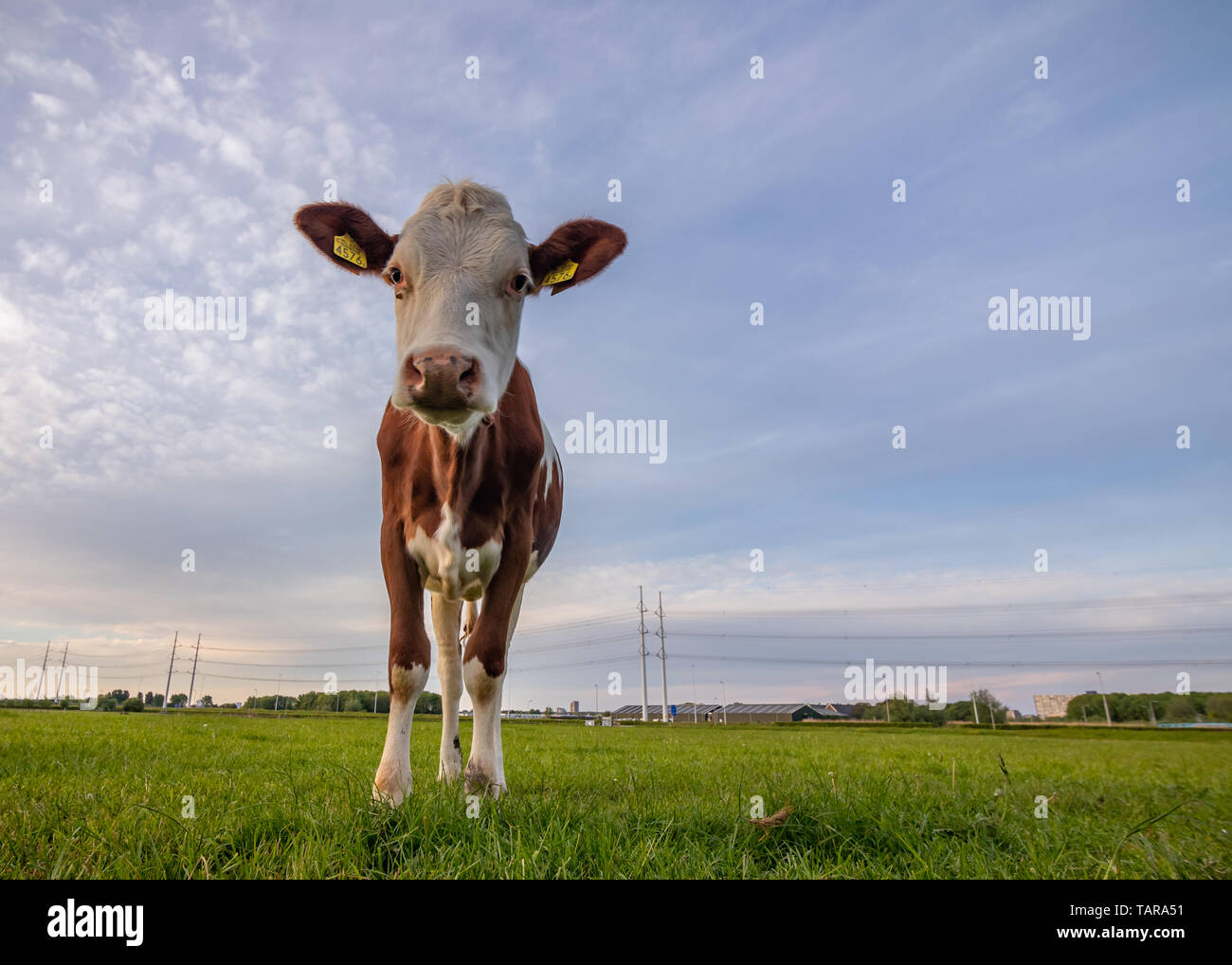 cow cattle farm ranch in The Netherlands,Holland Stock Photo - Alamy