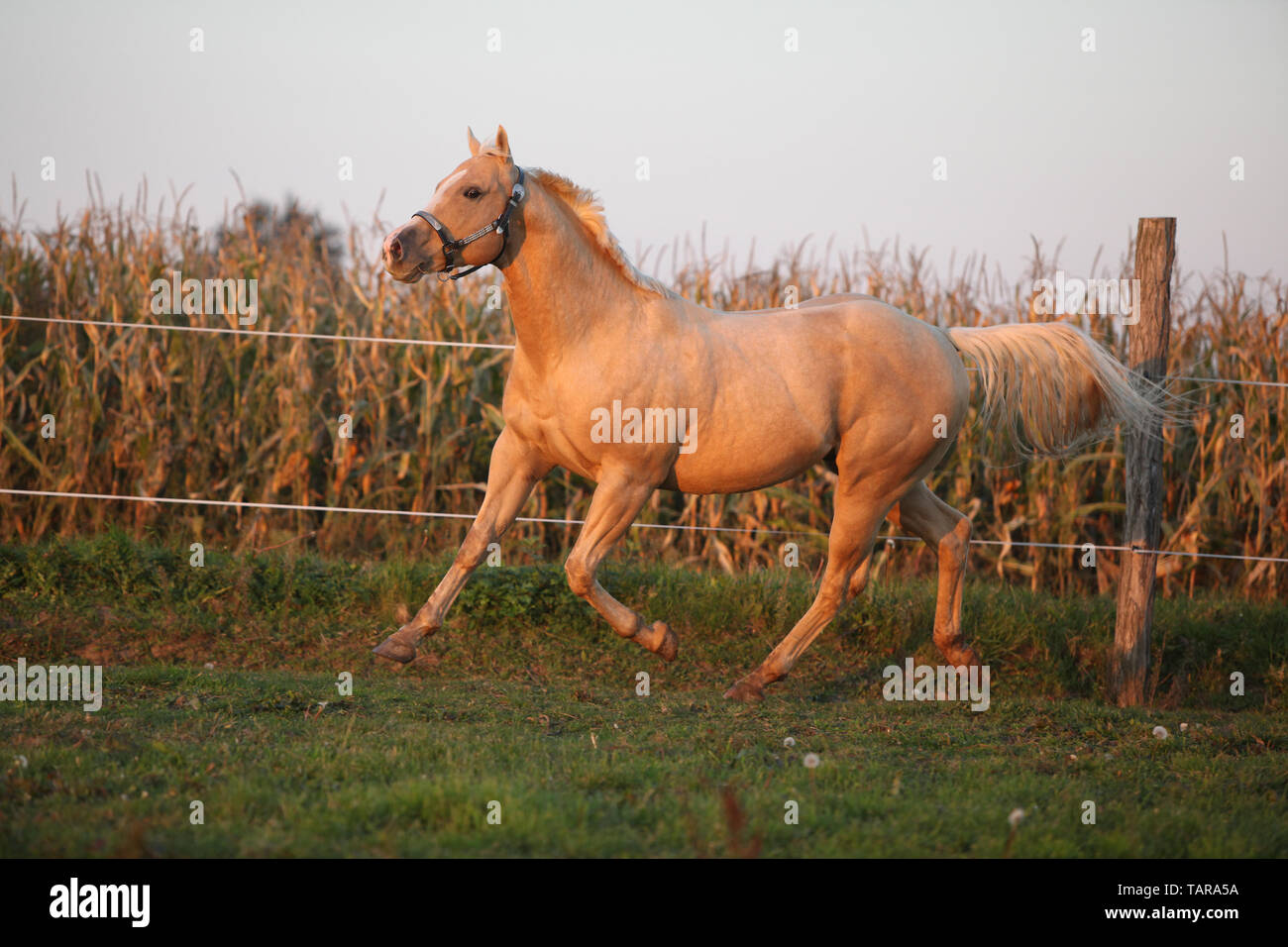 Nice palomino quarter horse running in sunset Stock Photo - Alamy