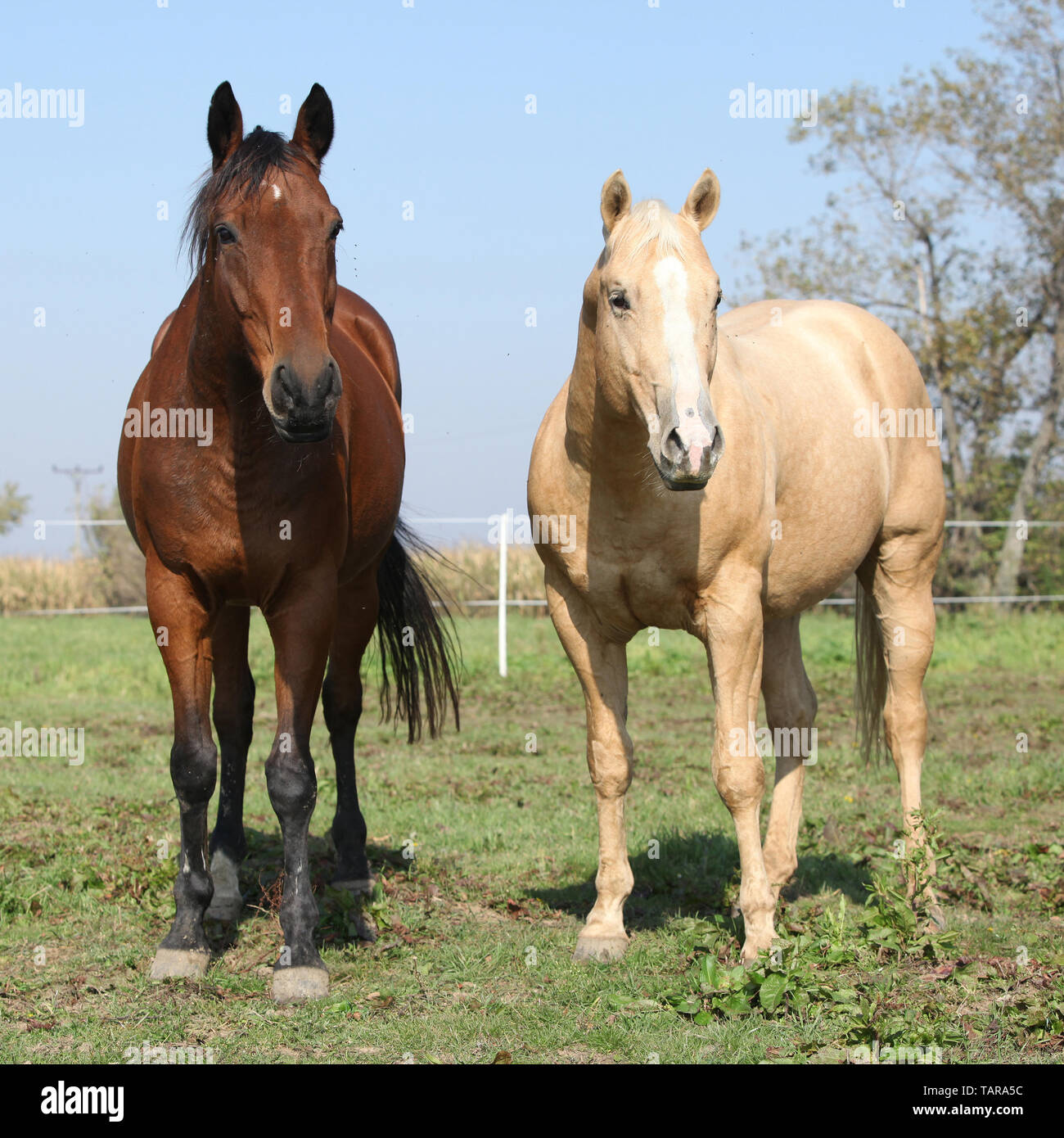 Brown and palomino horses looking at you on pasturage Stock Photo - Alamy Brown and palomino horses looking at you on pasturage Stock Photo - Alamy