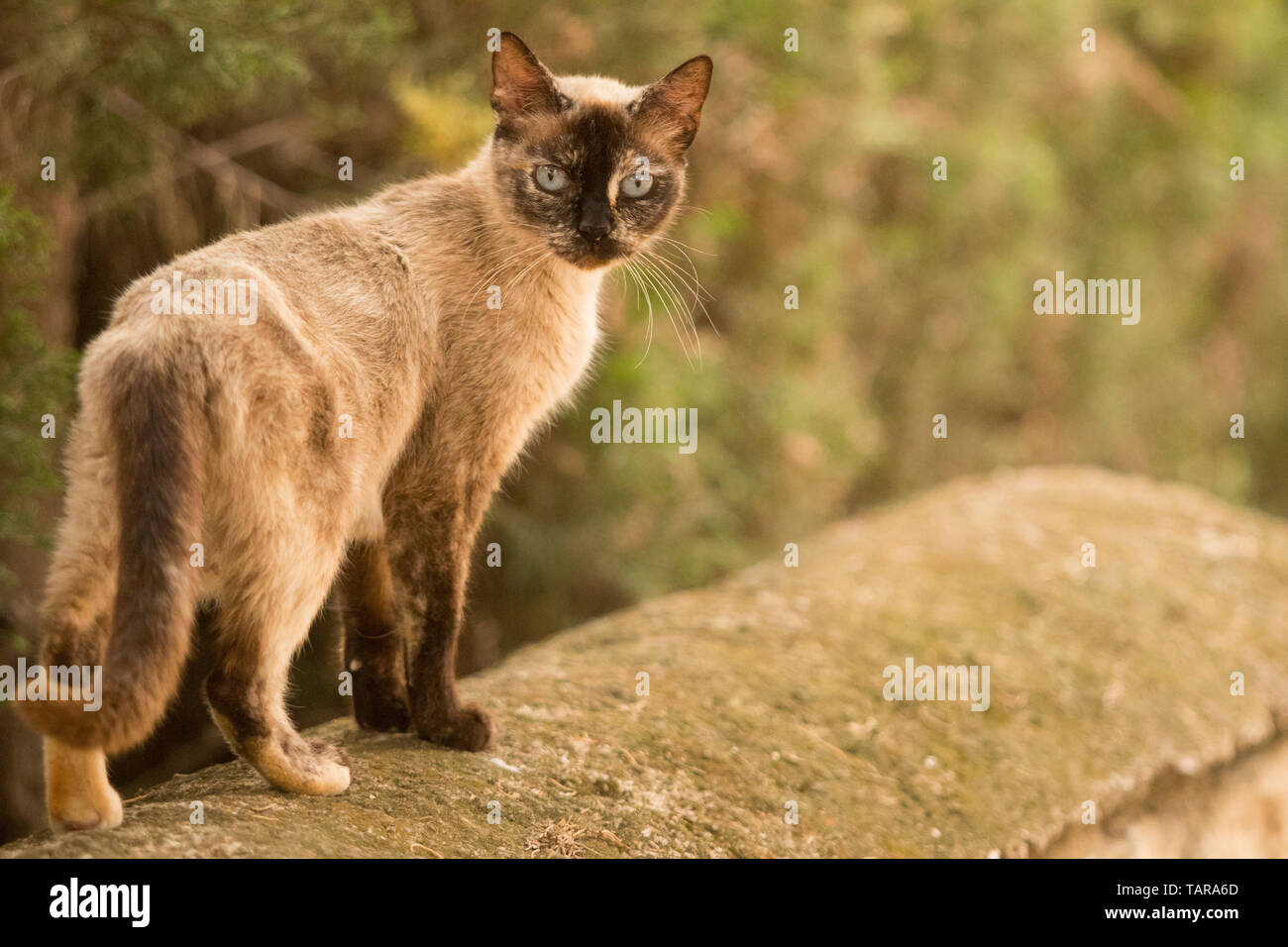 Stray life hi-res stock photography and images - Alamy