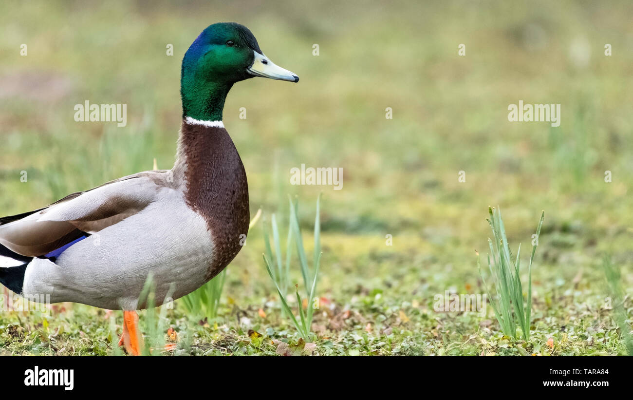Duck stand on the grass and watching Stock Photo - Alamy