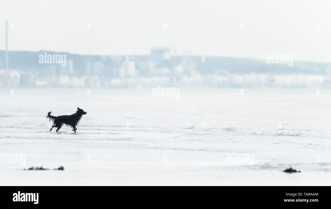 Lost dog at seaside hi-res stock photography and images - Alamy