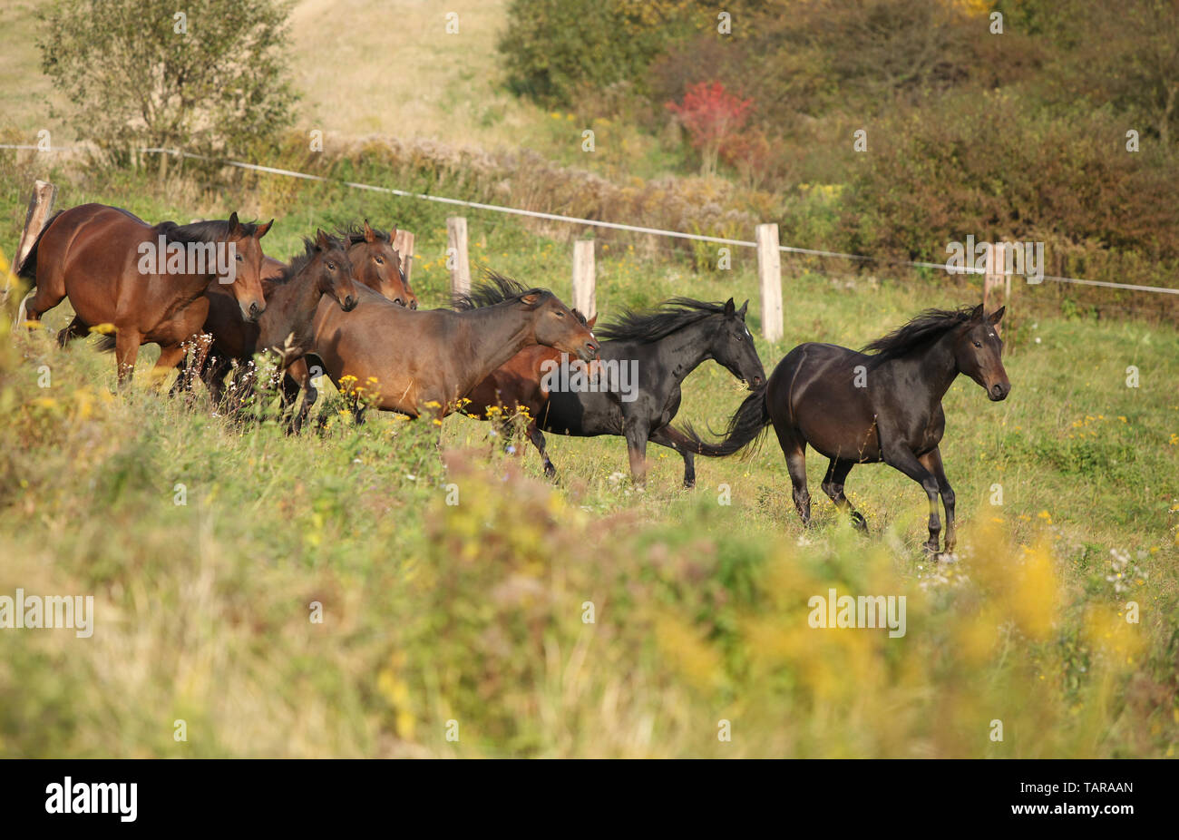 Kabardin horses hi-res stock photography and images - Alamy