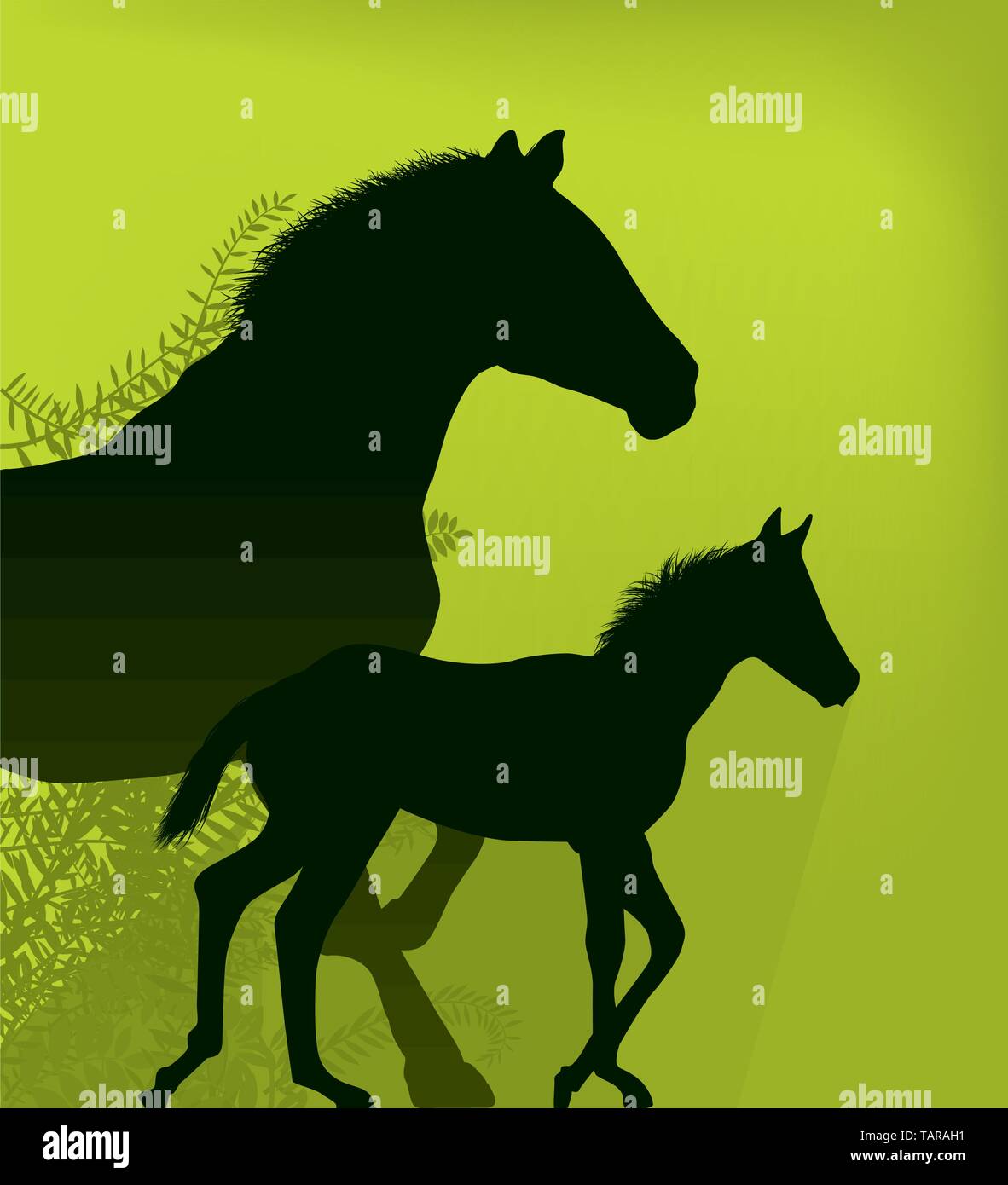 Two horses illustration isolated. Horse and colt. Vector illustration ...
