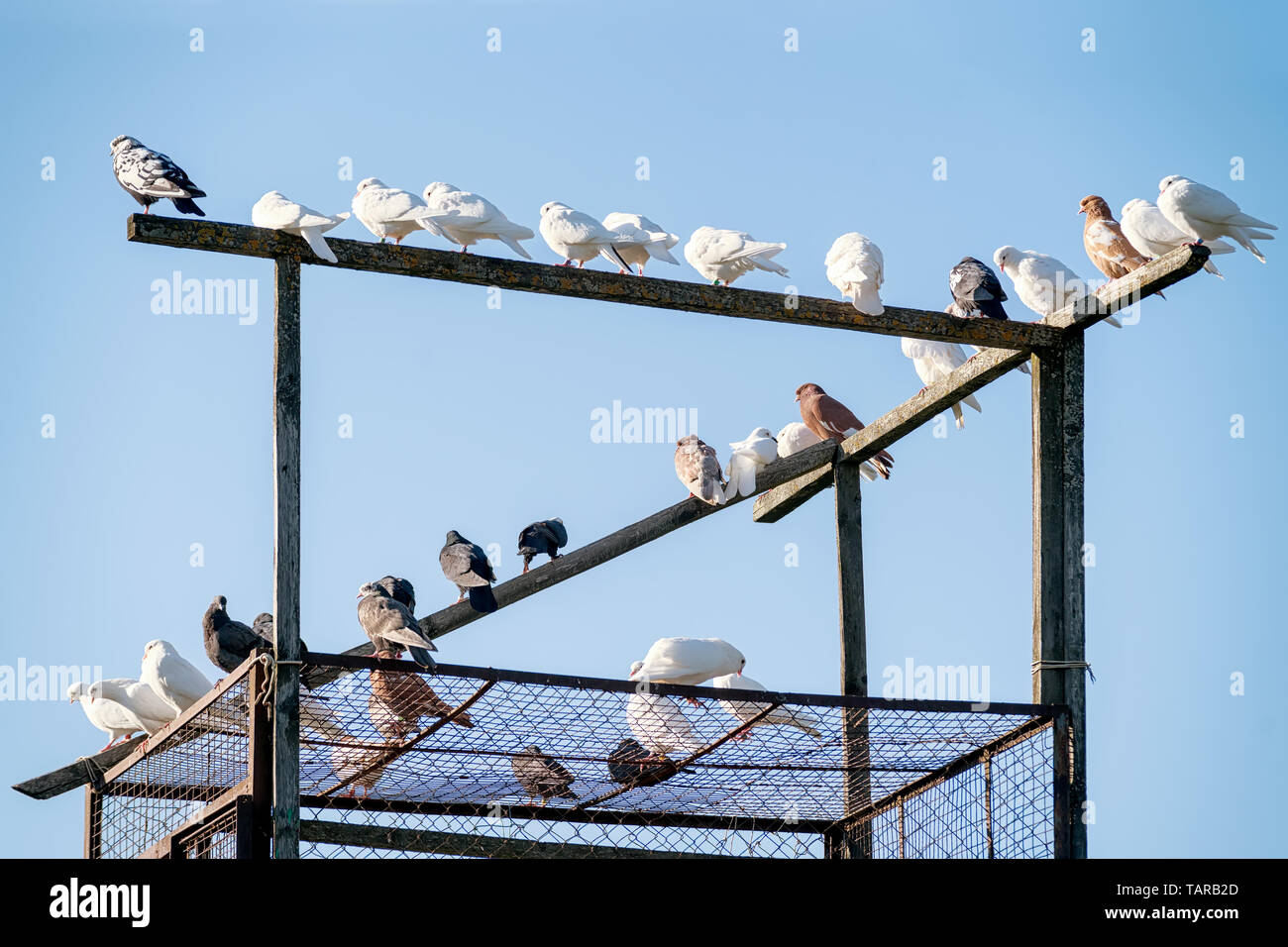 Doves at dovecote hi-res stock photography and images - Alamy