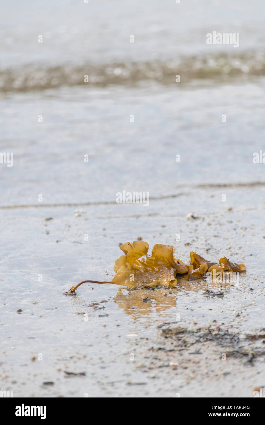 Sugar Kelp / Saccharina latissima, formerly Laminaria saccharina washed ...
